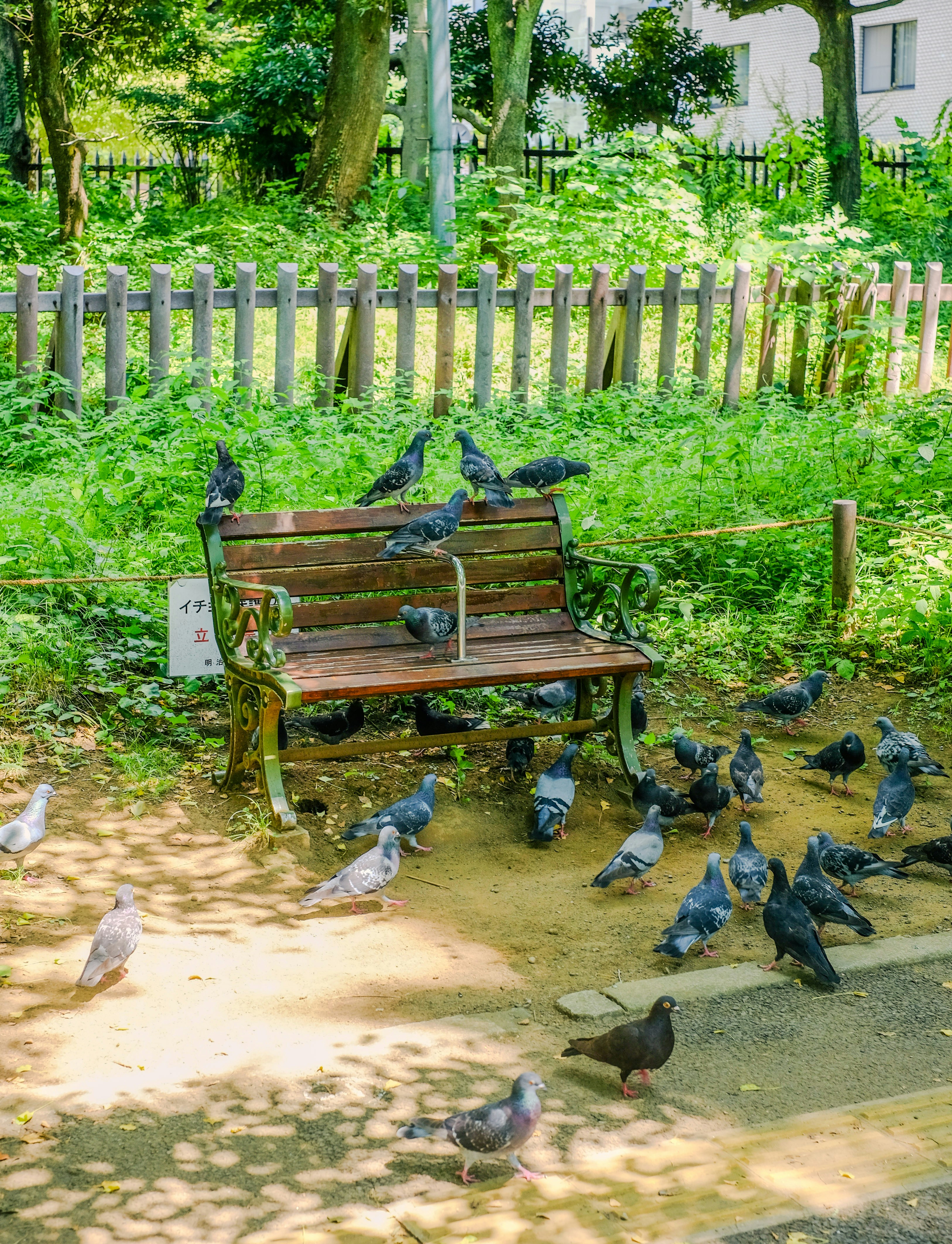 Dappled Assembly: Pigeons Perch Around a Park Bench