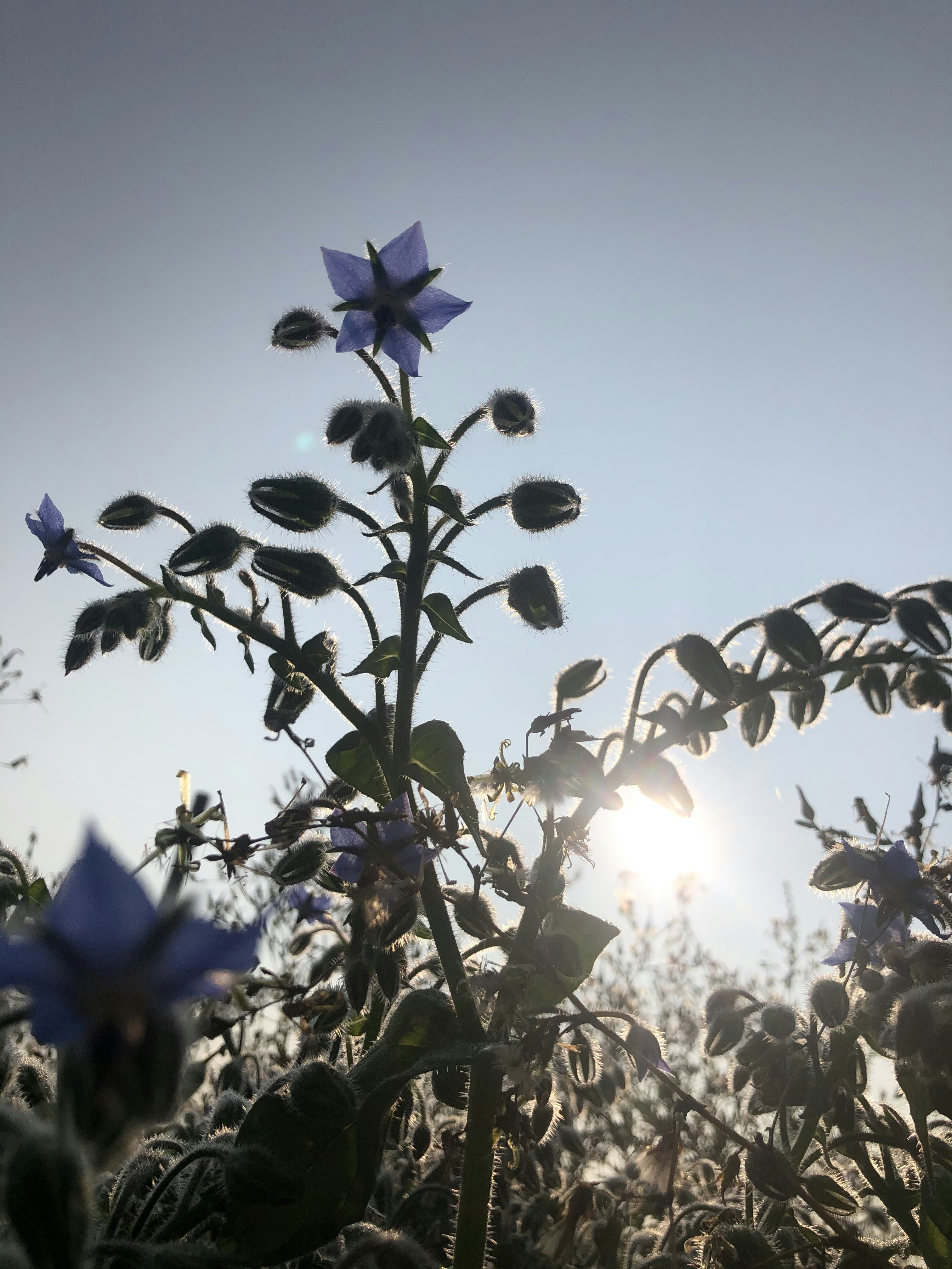 Delicate blue flowers silhouetted against the sun, creating a serene atmosphere in a field. The intricate details of the petals and leaves are highlighted by the soft morning light.