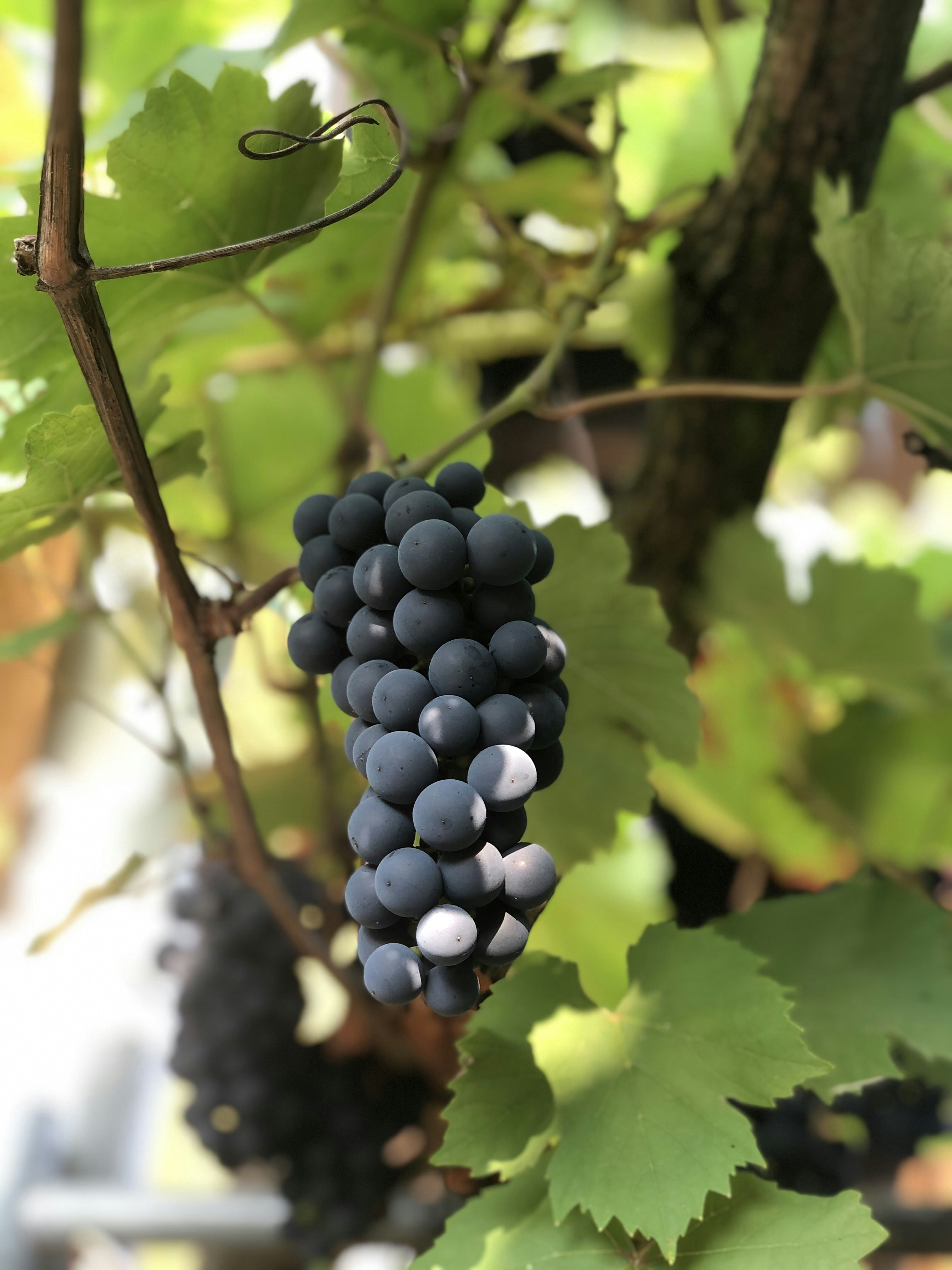 Photo by Lillith Patzer with Apple iPhone X