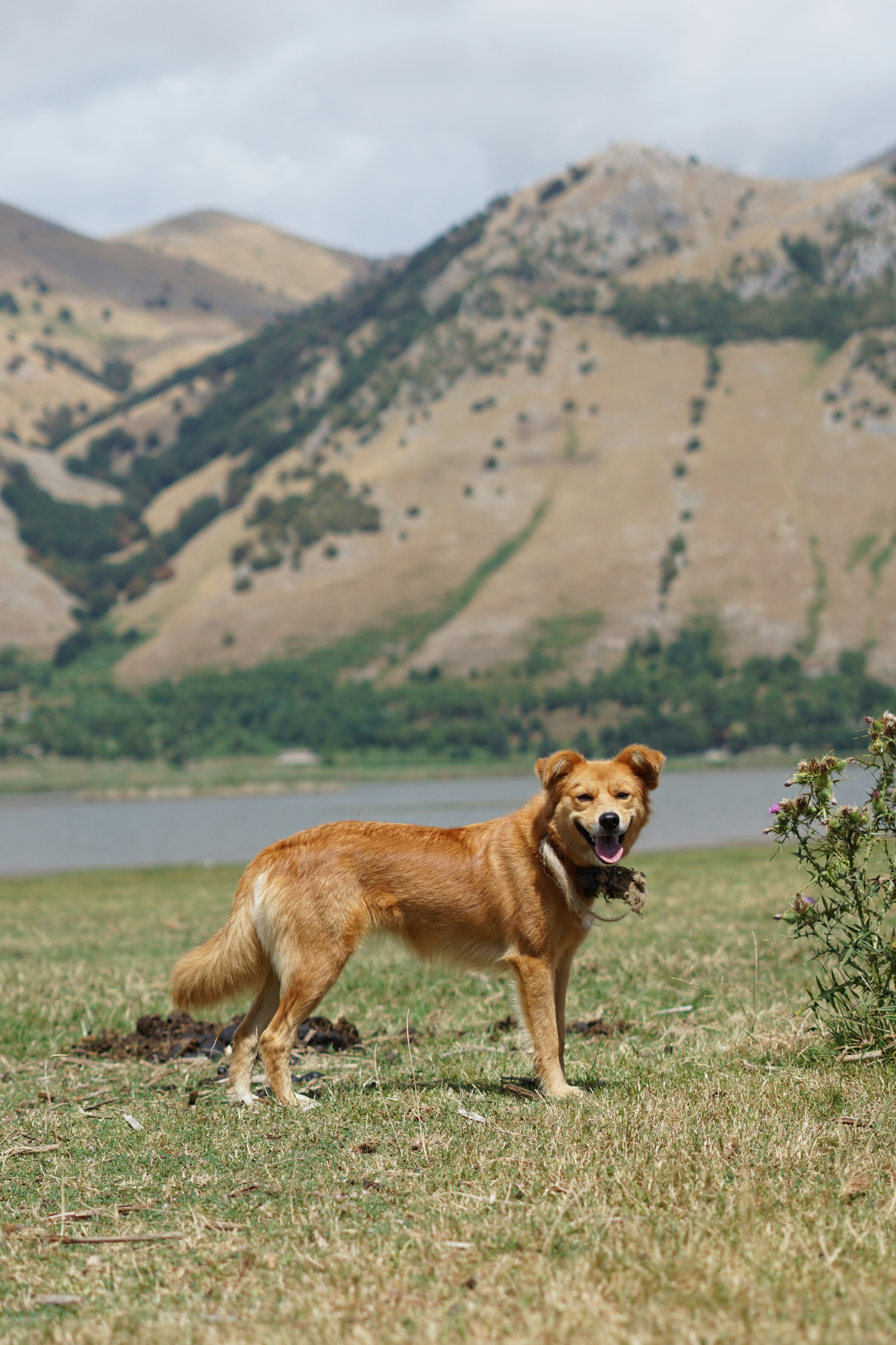 Golden Wanderer Beneath a Winding Valley