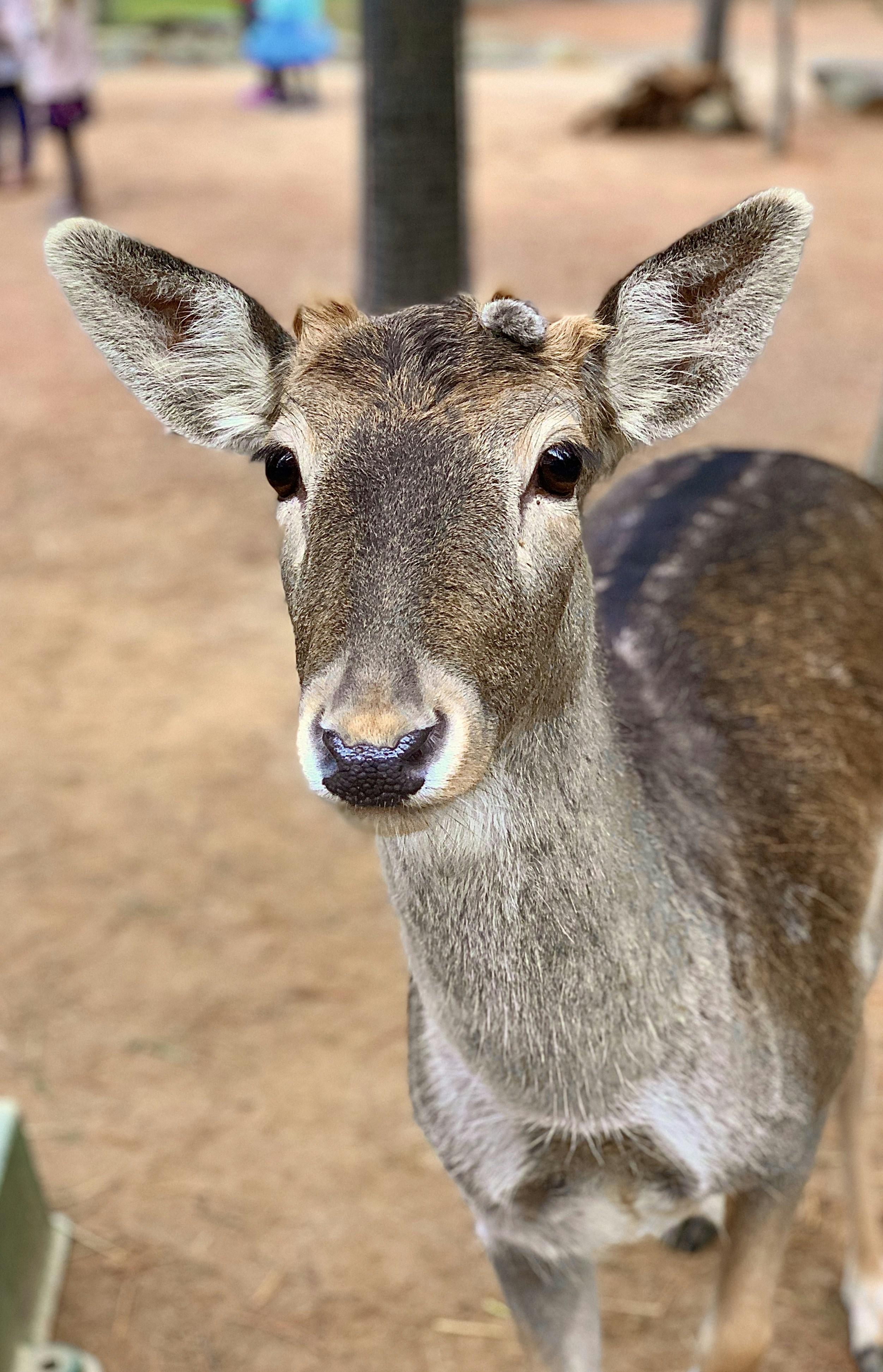 Direct Gaze at Eye Level: A Deer Portrait in a Sunlit Park