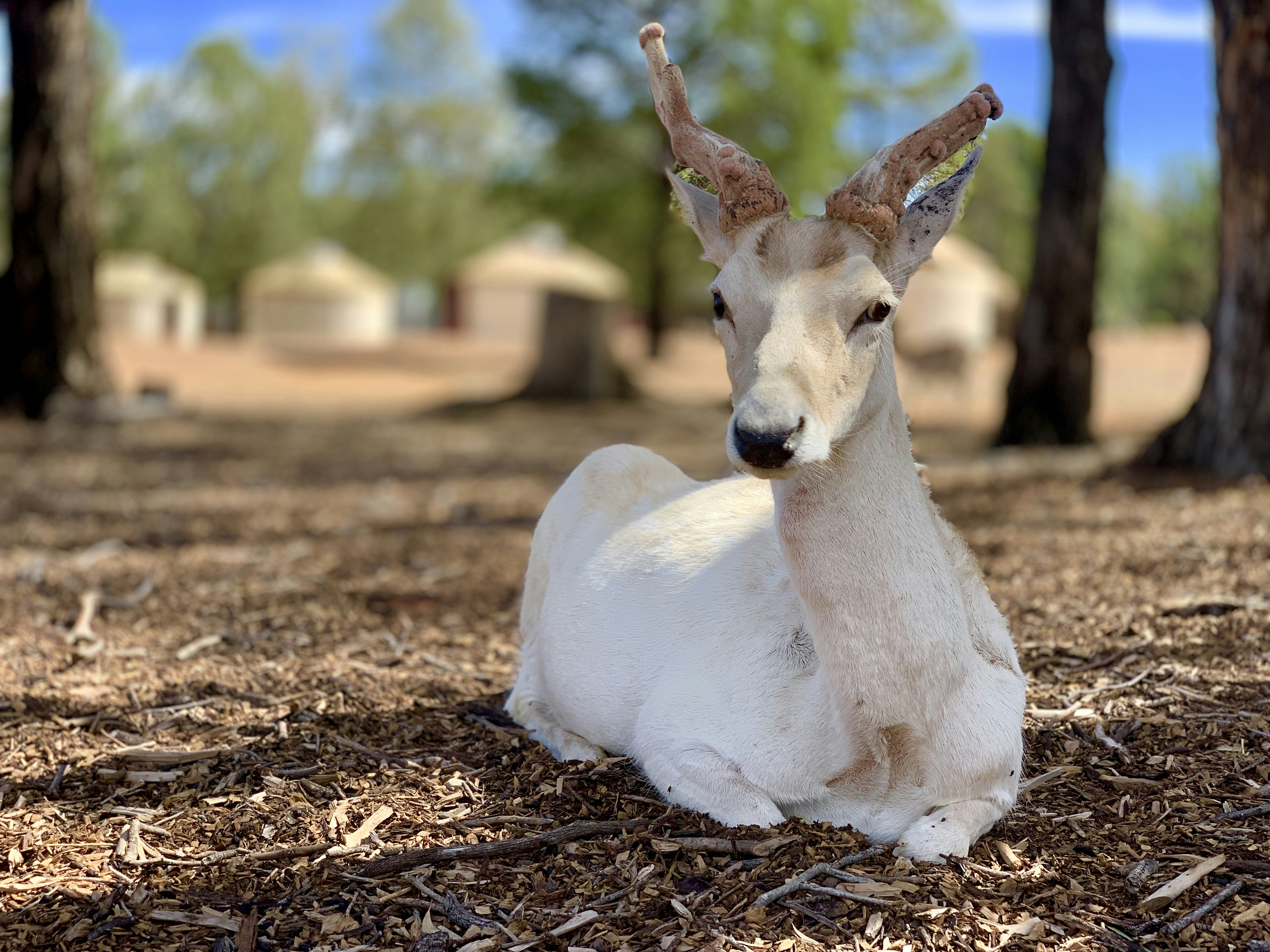 Quiet Grace in Mulch: White Gazelle Resting Under Park Shade