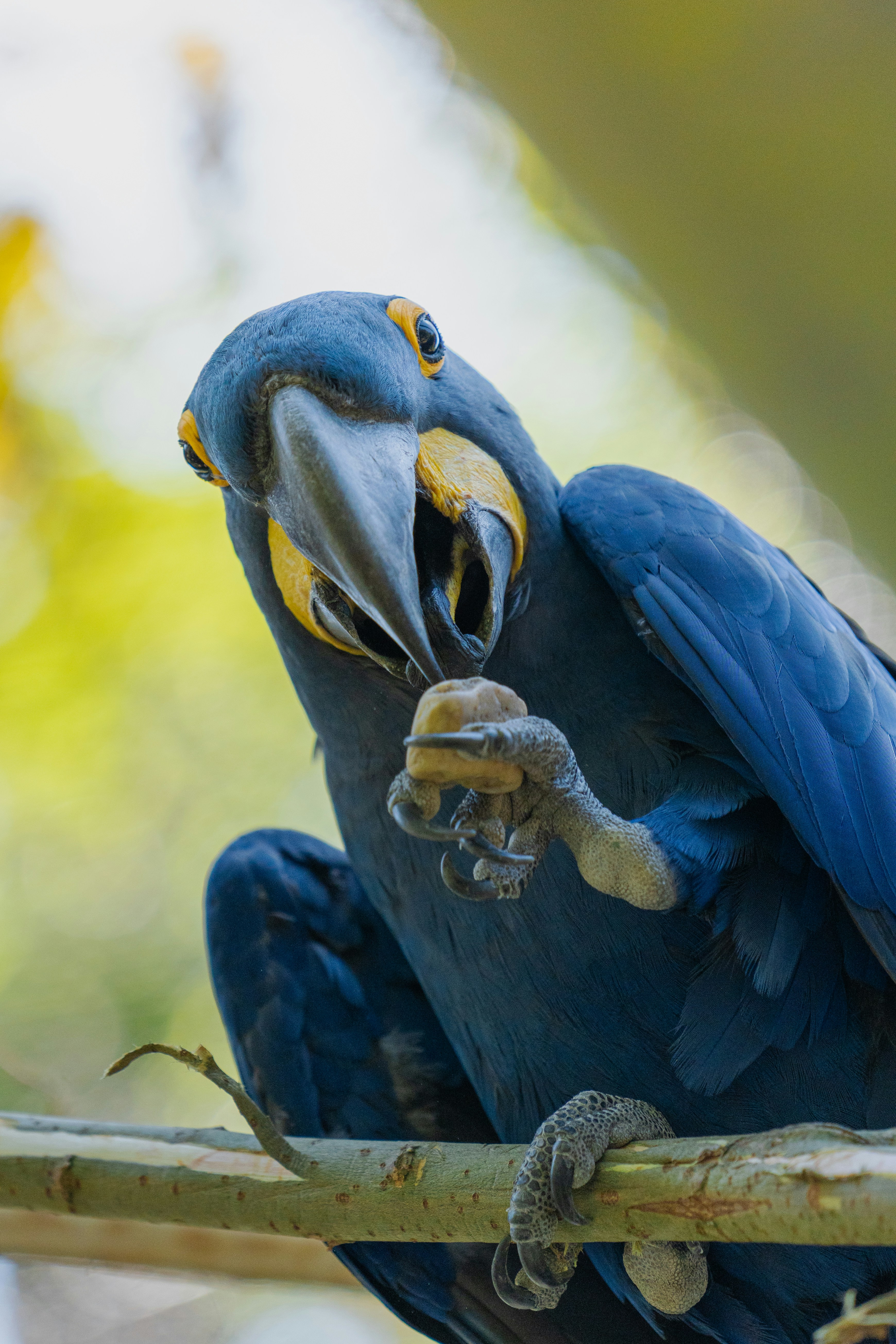 Curious Blue Macaw Nibbles at a Nut on a Sunlit Perch