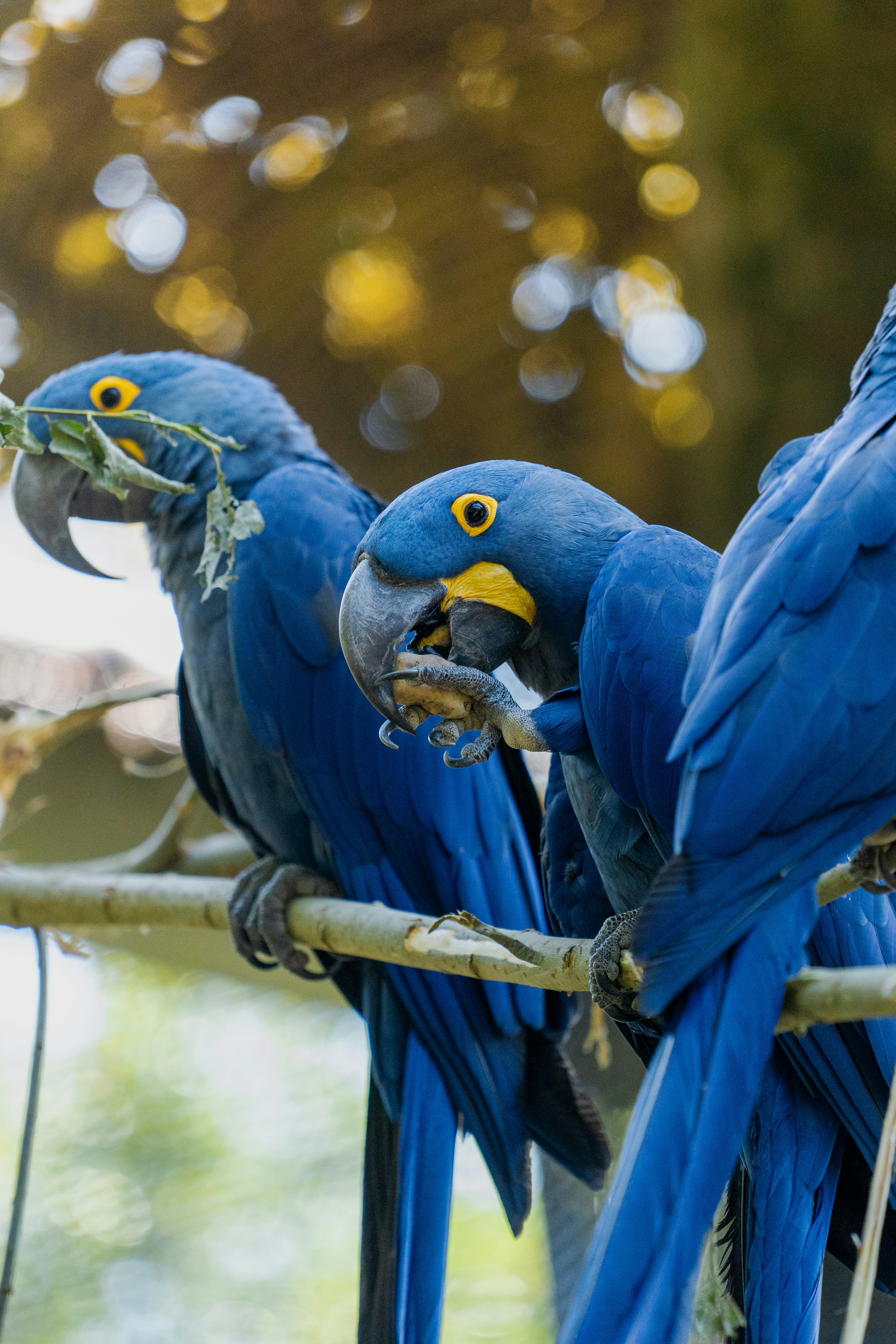 Cerulean Gaze: Two Blue Macaws on a Weathered Railing