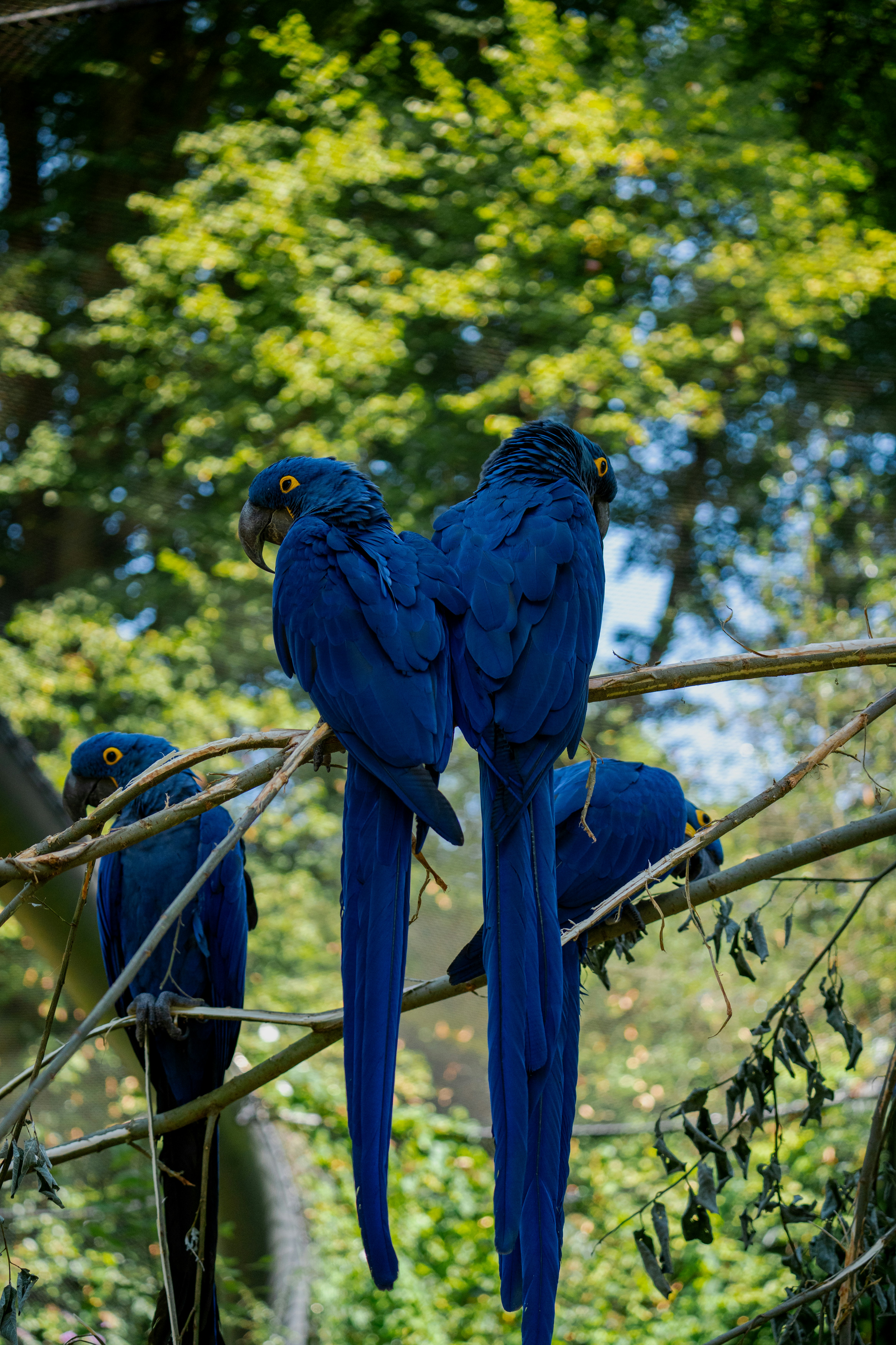 Cobalt Trio on a Sunlit Branch: Three Blue Macaws in a Verdant Frame