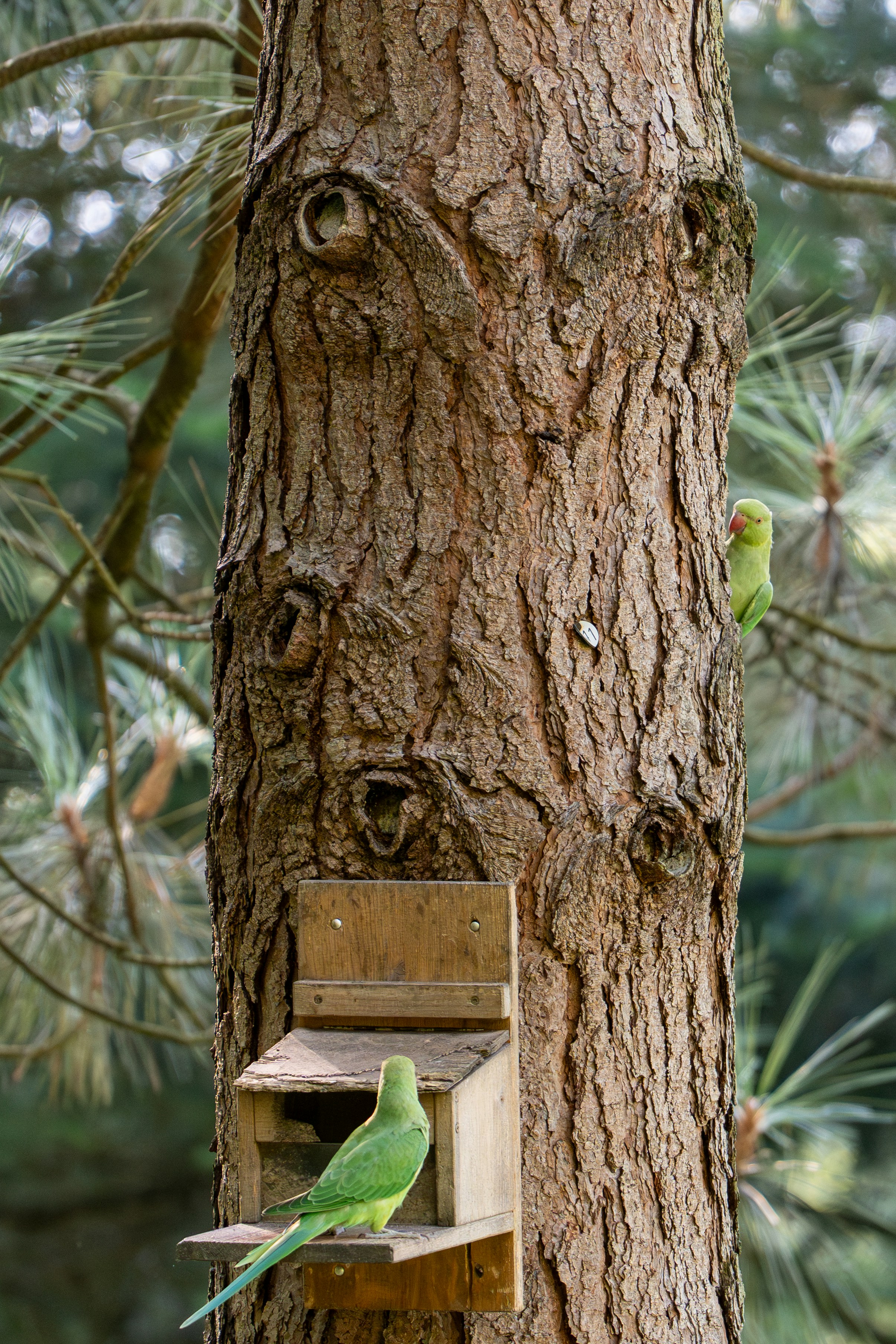 Verdant Parakeets at a Cedar Tree's Tiny Birdhouse