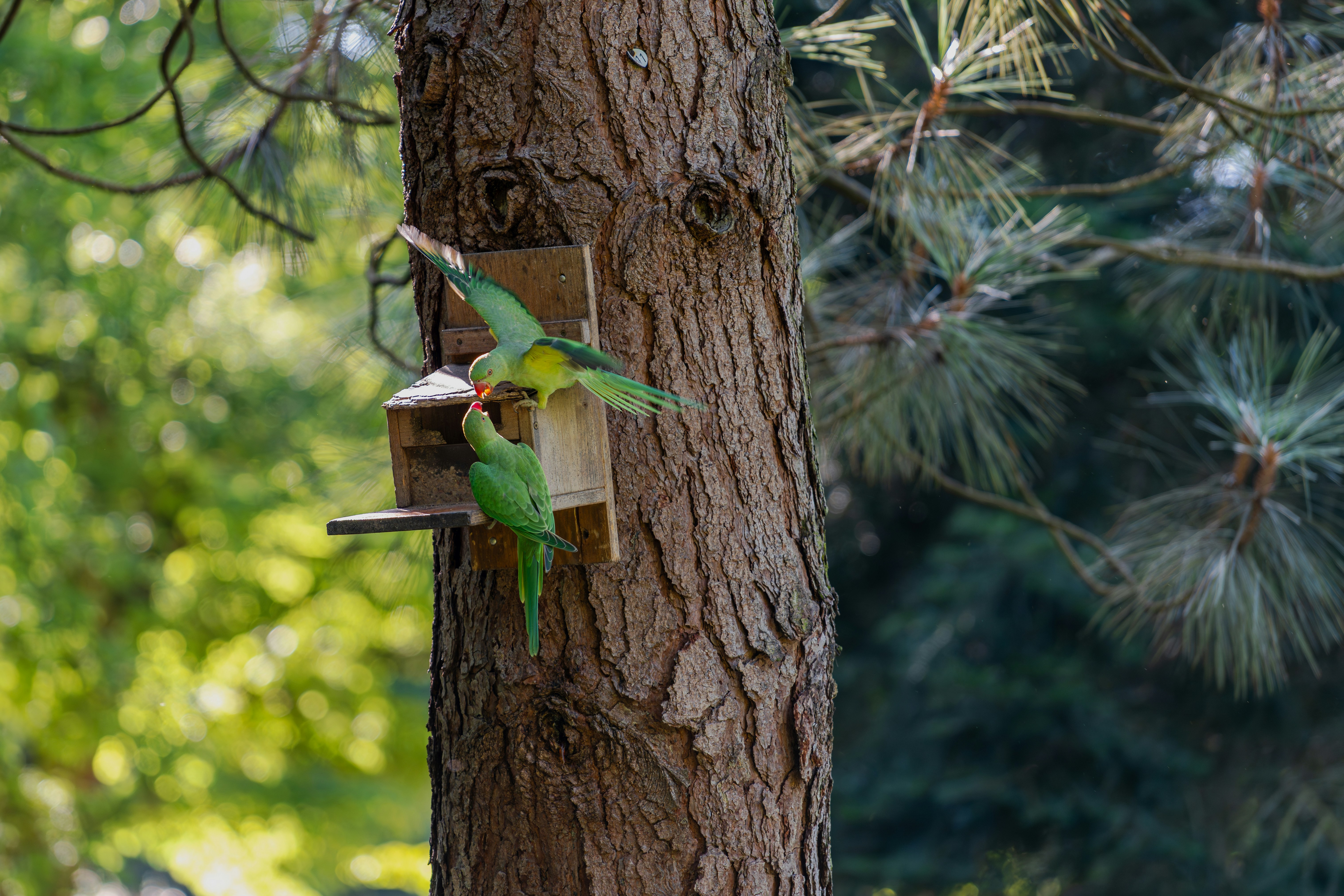 A couple of green birds perched on top of a tree photo – Free Tree ...
