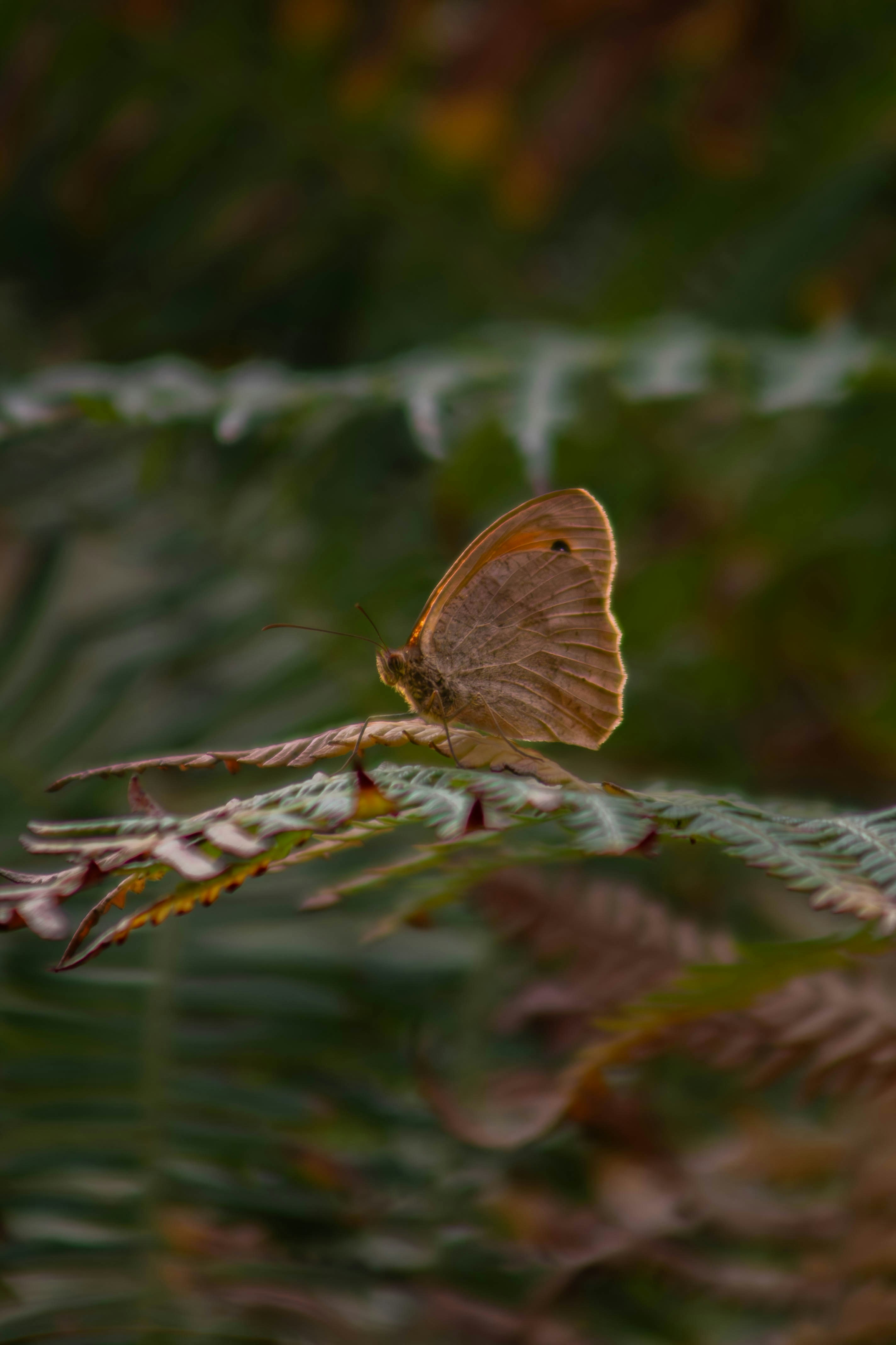 Amber-winged Butterfly on Fern in Dappled Woodland Light
