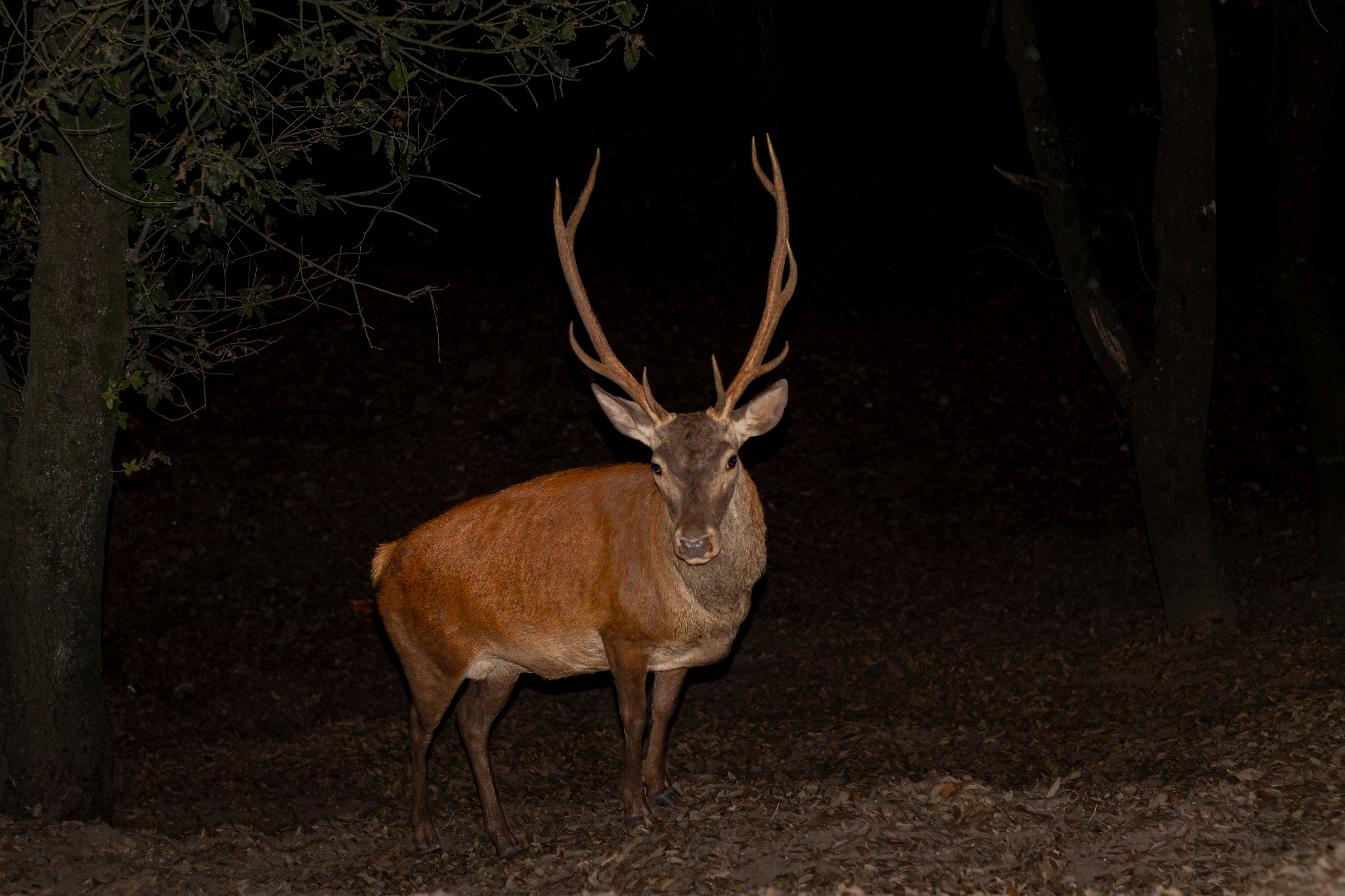 Deer At Night Pictures | Download Free Images on Unsplash