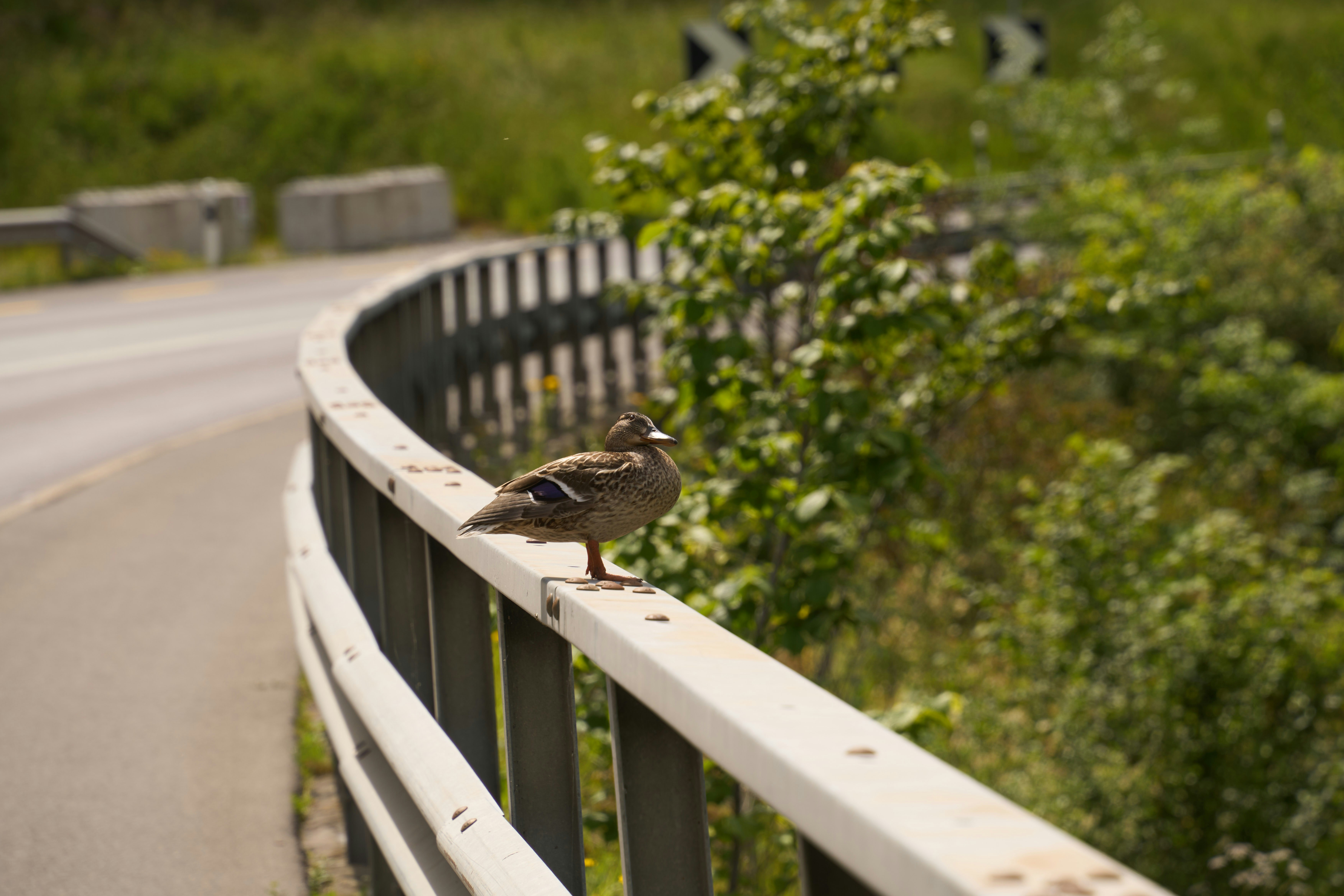 Sparrow on the Curve: a solitary moment along the guardrail