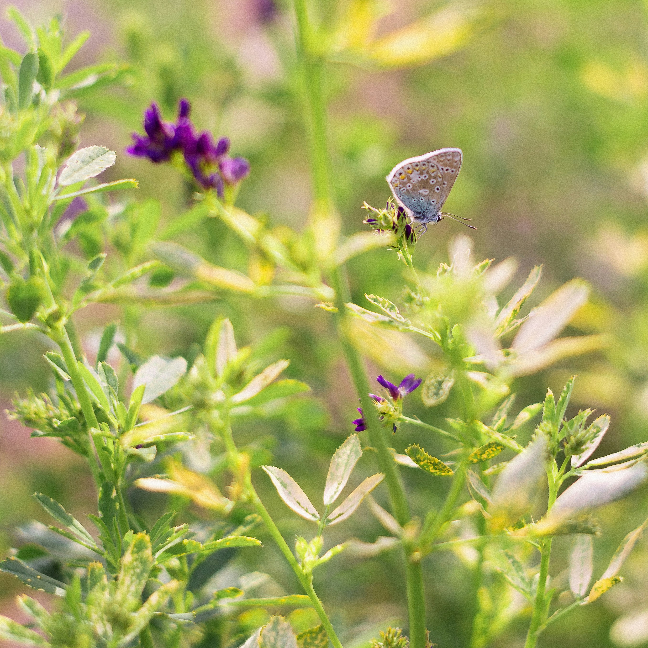 Perched Bluish Butterfly on a Sunlit Wildflower Patch