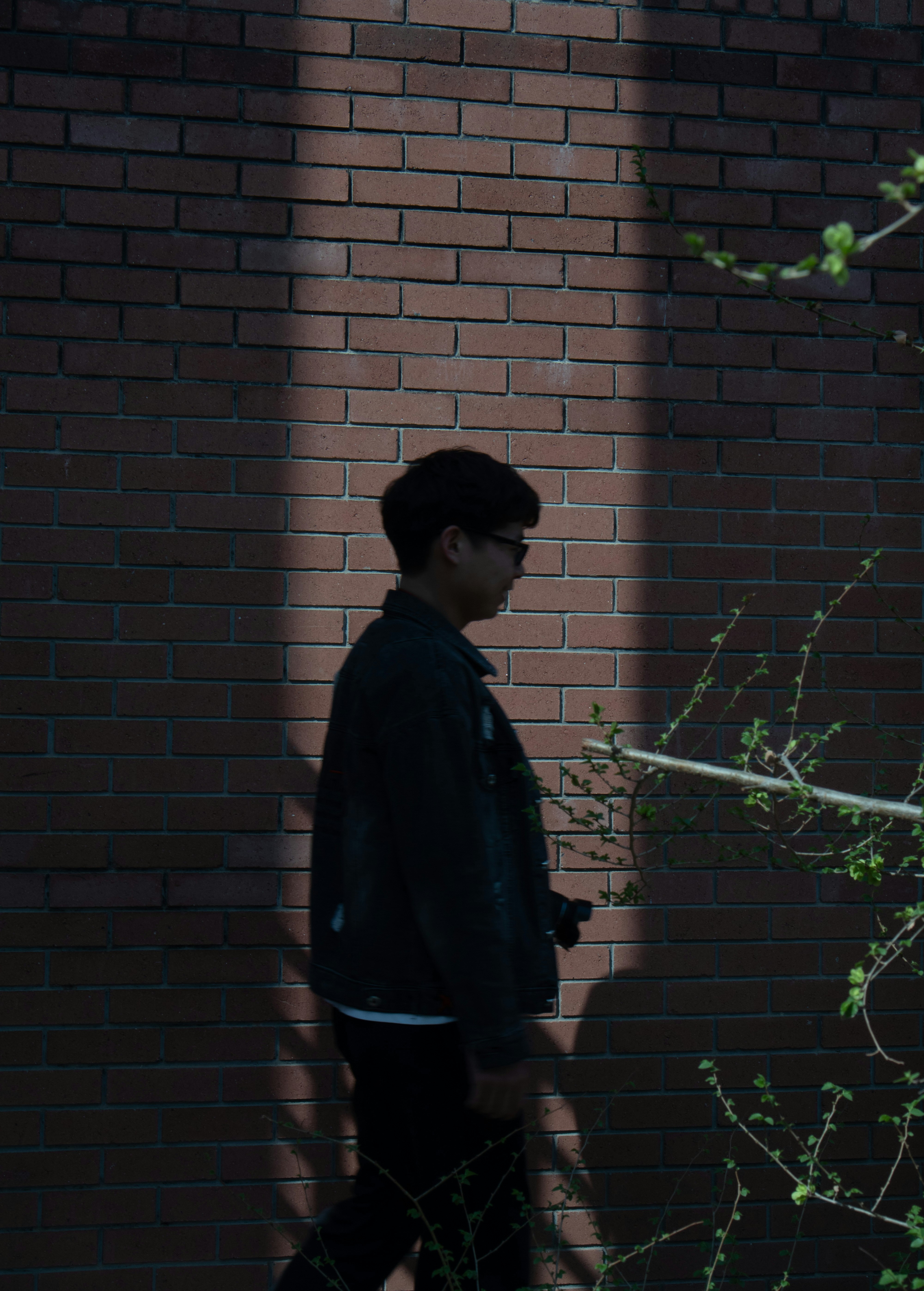 A man walking past a brick wall next to a tree photo – Free Tianjin ...