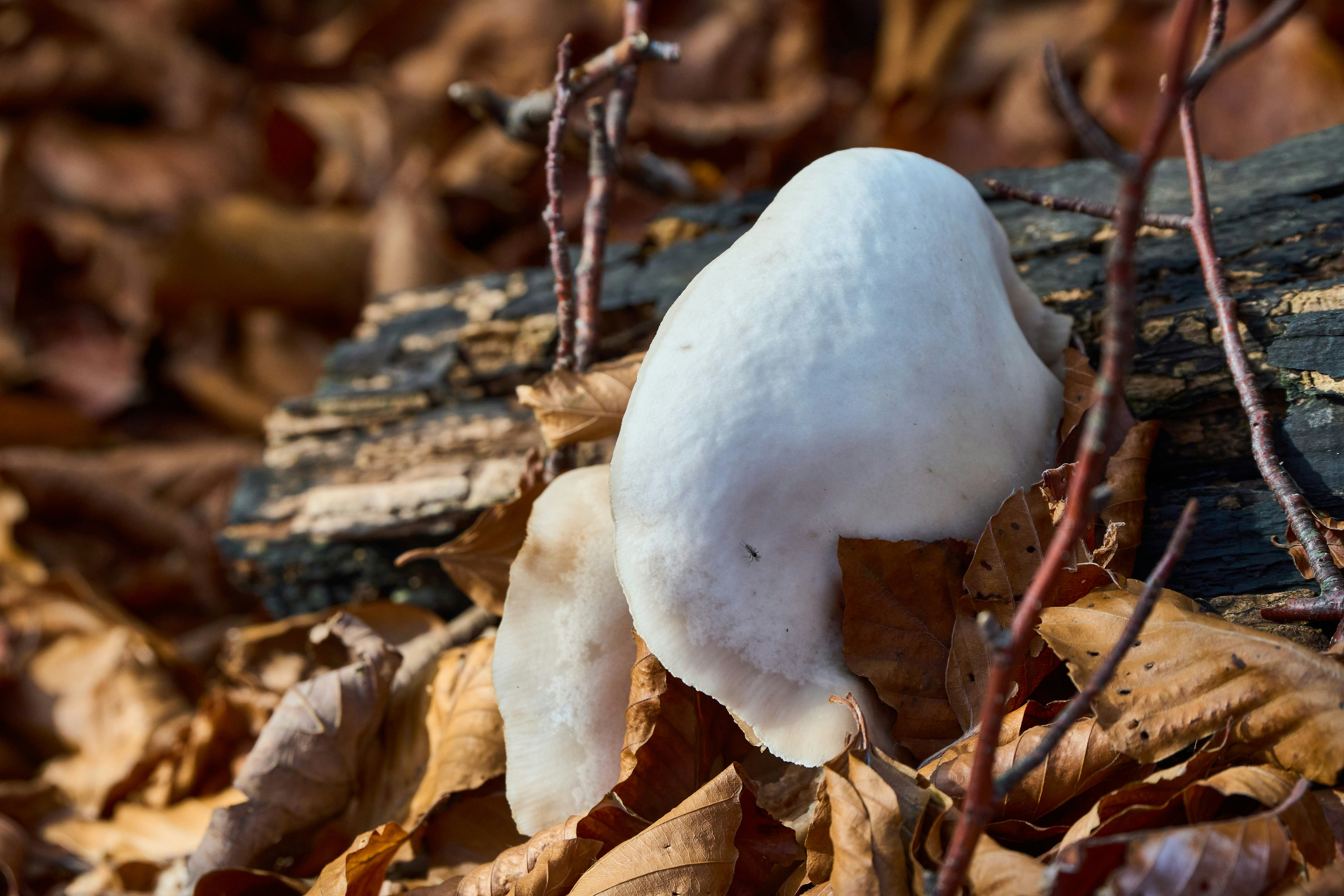 Pale bracket fungus nestled in autumn leaf litter