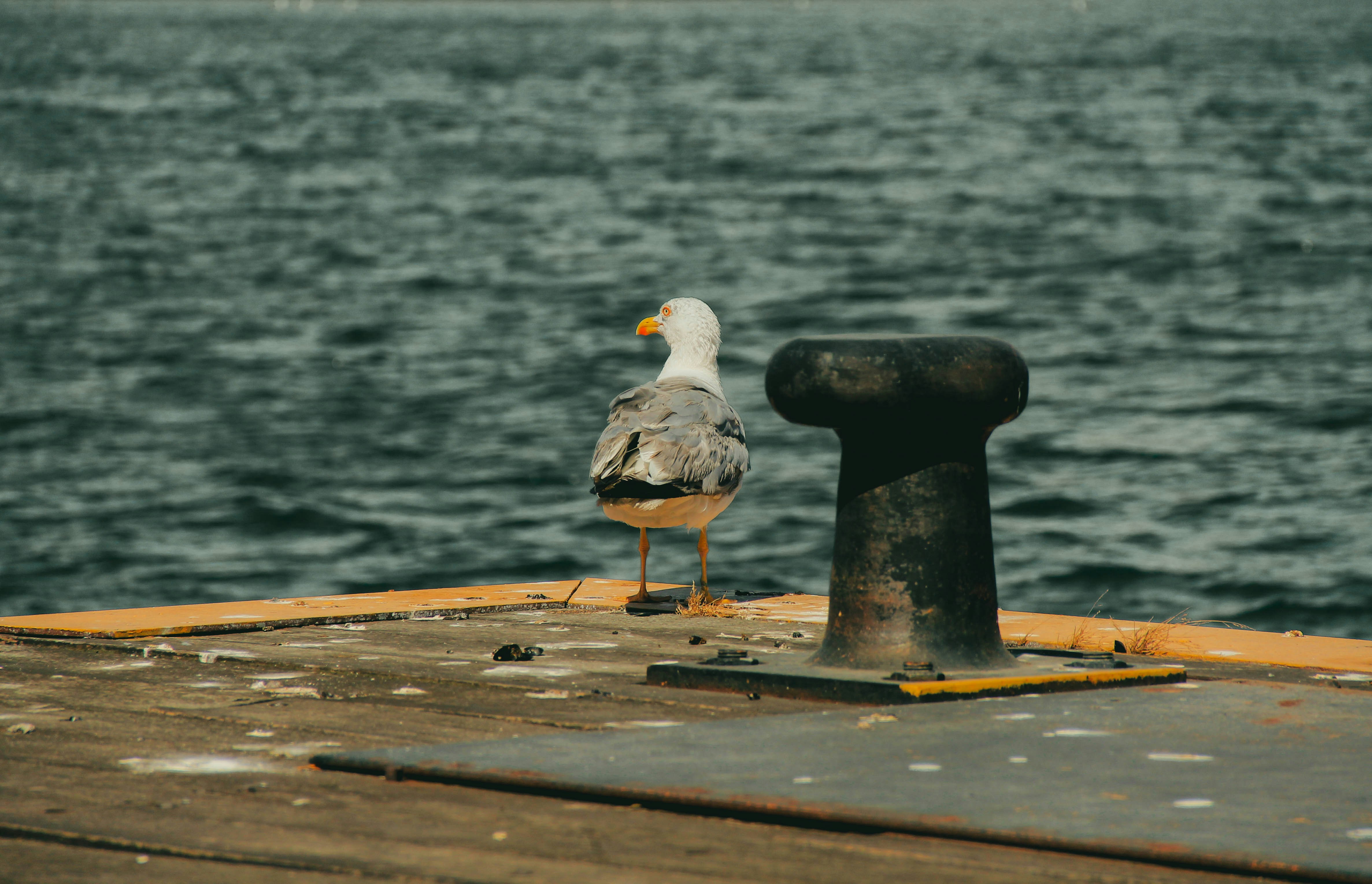 Seagull Sentinel on a Weathered Dock by Calm Waters