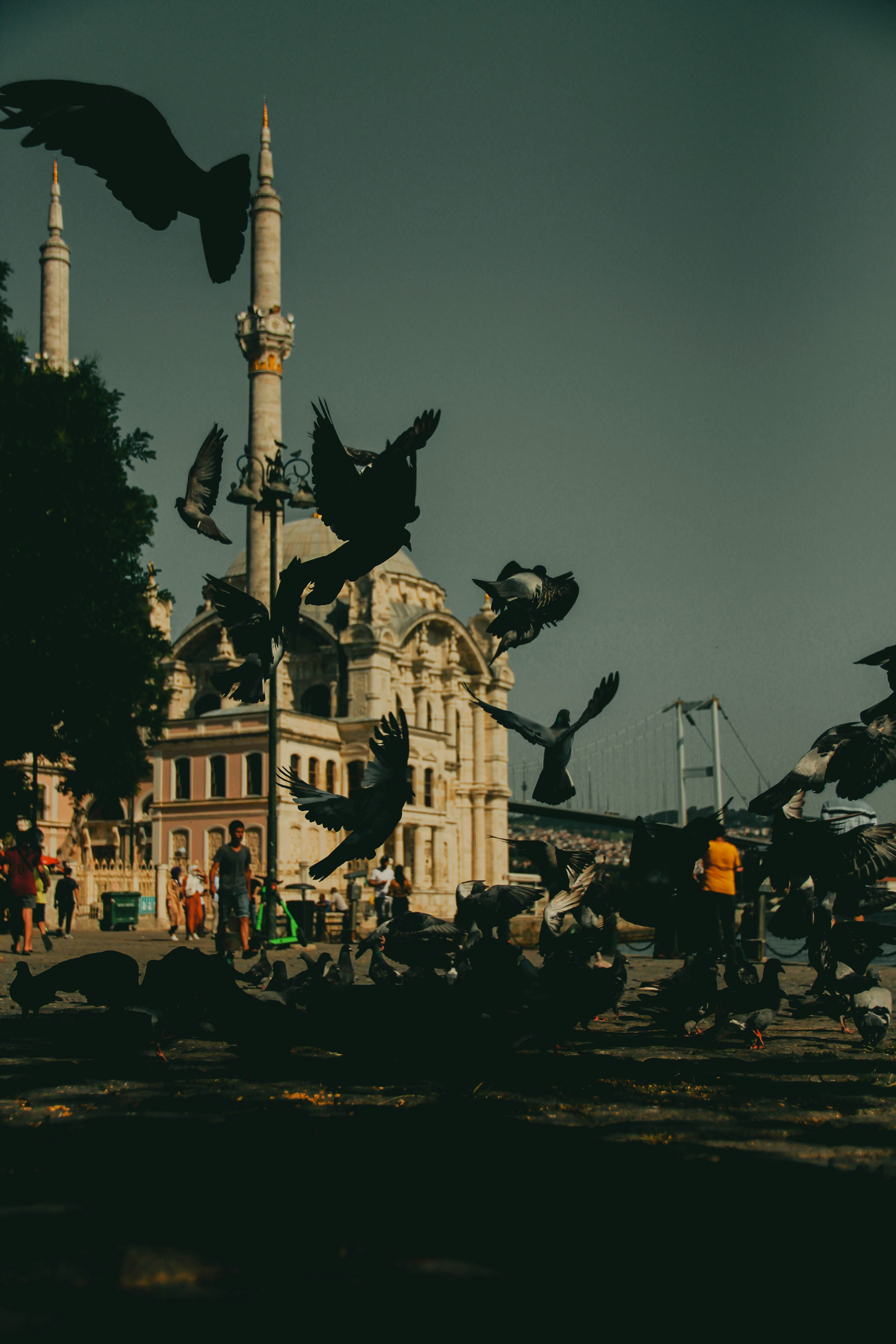 Midflight Over Marble Minarets: Pigeons Scatter Around a City Landmark at Dusk