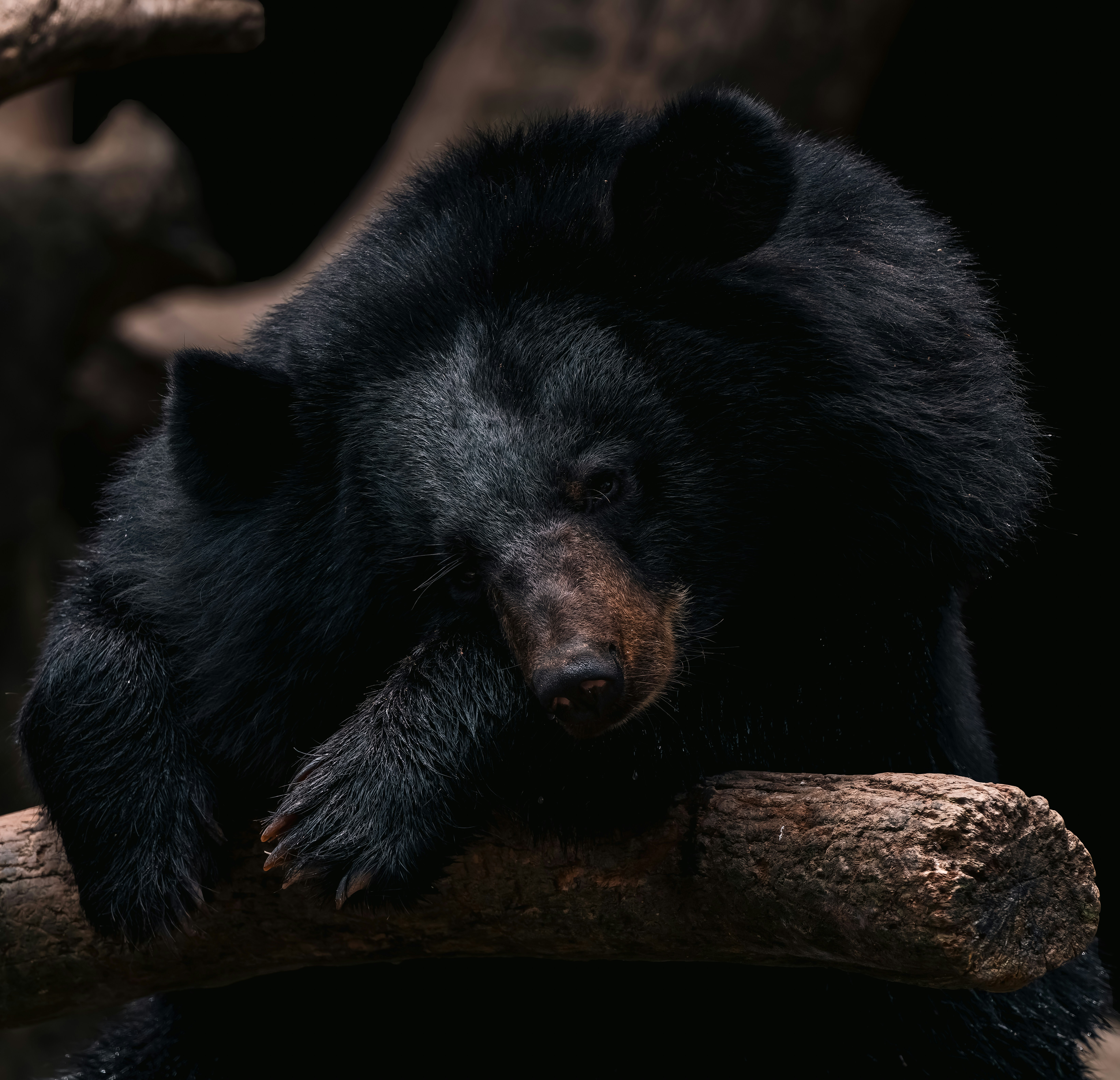 Nocturnal Tranquility: A Black Bear Reclines on a Weathered Log