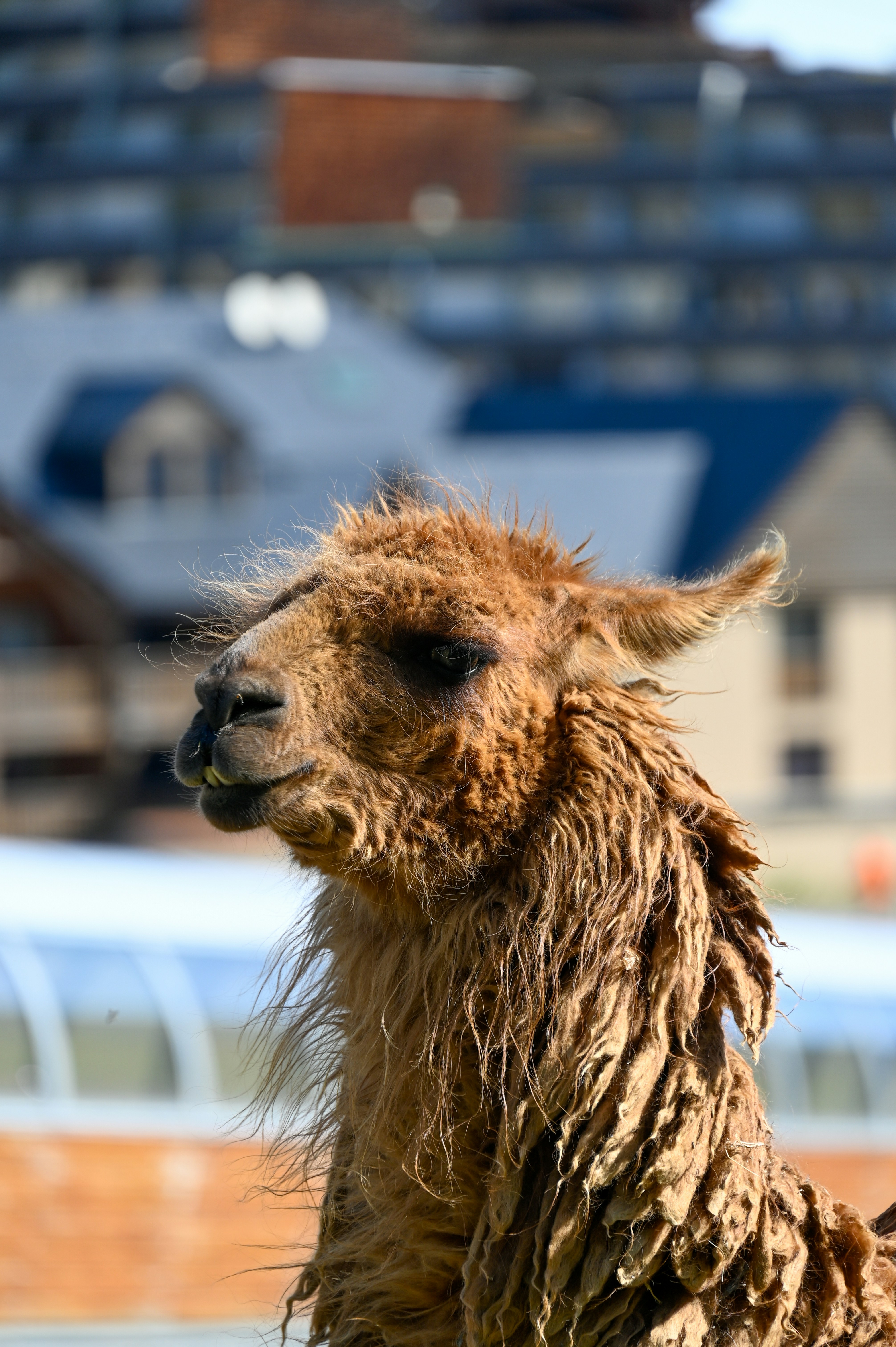 Frizz and Fleece: A Close-Up Alpaca Portrait Against a City Backdrop