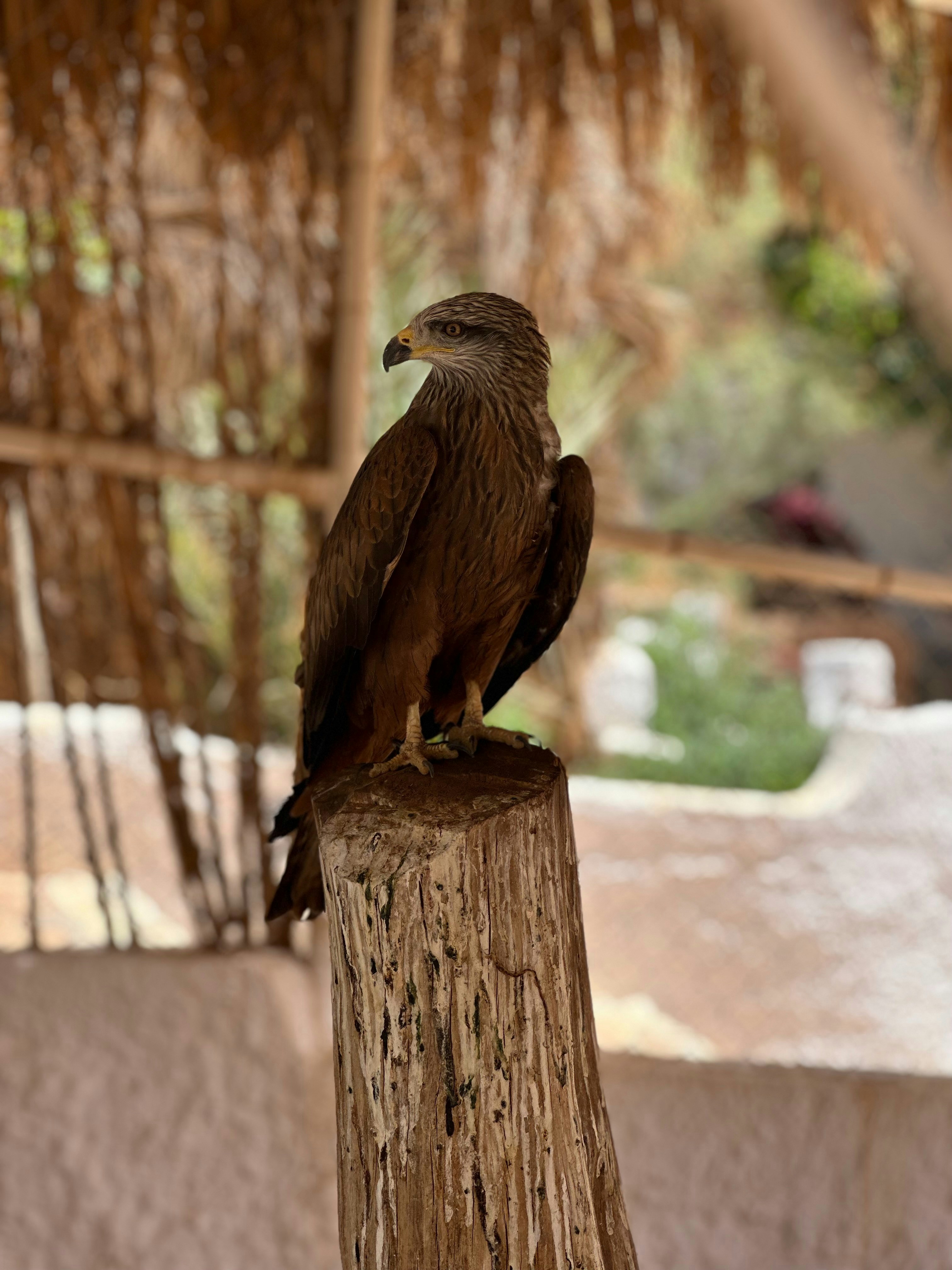 Dappled Vigil: Hawk Perched on a Weathered Post in a Sunlit Yard