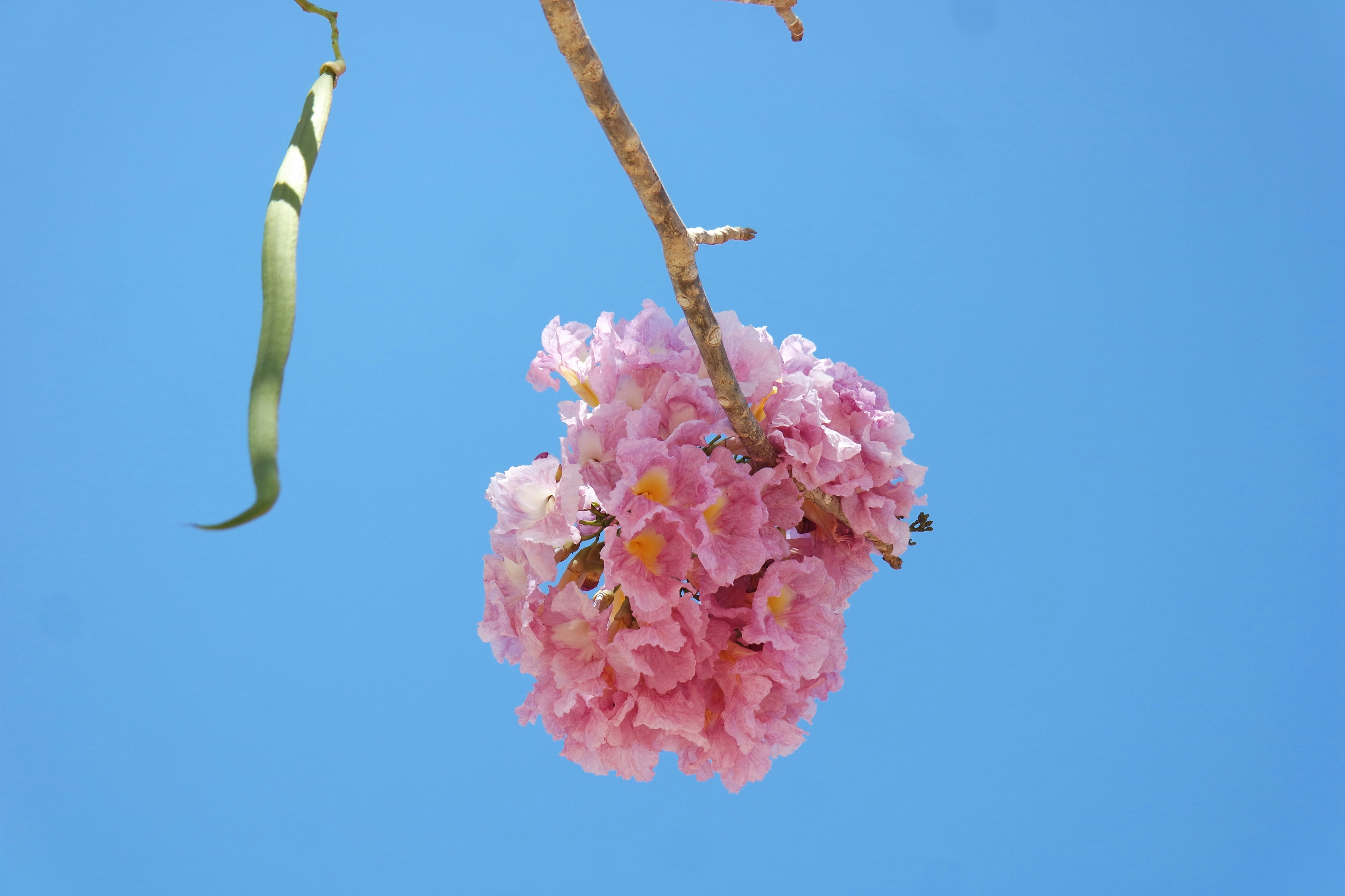 Cluster of pink flowers suspended from a branch against a clear blue sky.