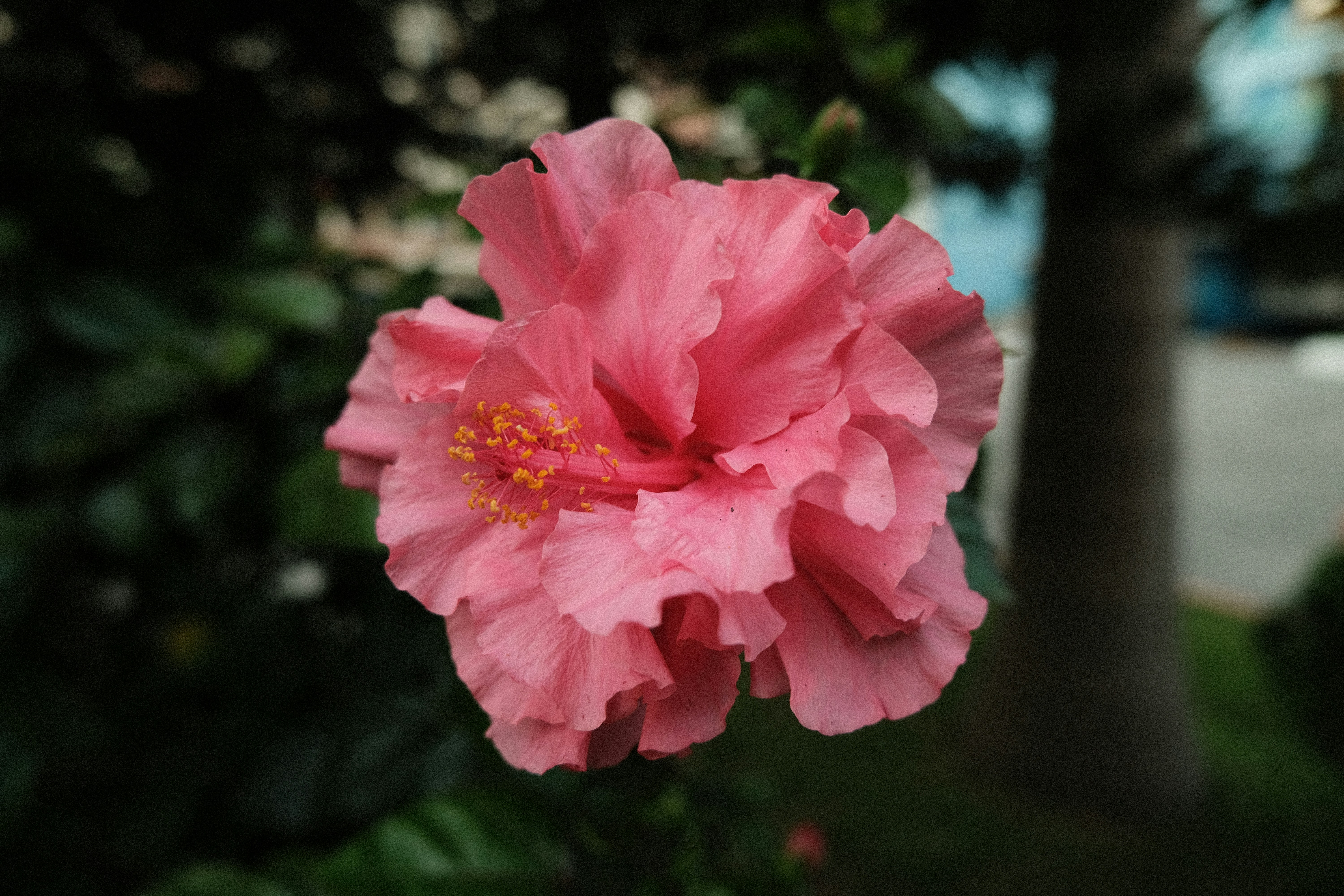A pink flower is blooming in a garden photo – Free Blossom Image on ...