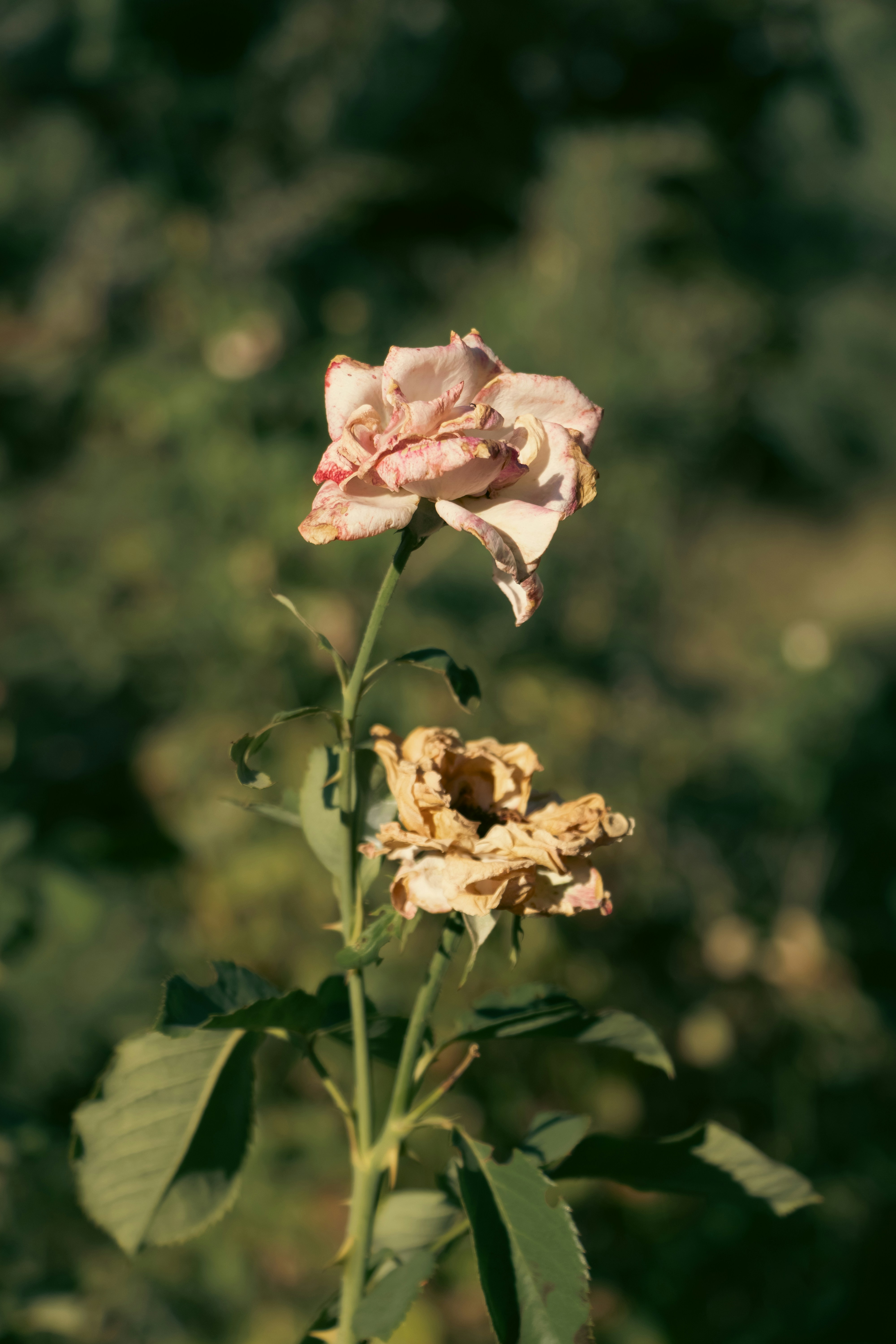 Tender Decay: A Sunlit Pink Rose Framed by a Quiet Green Backdrop