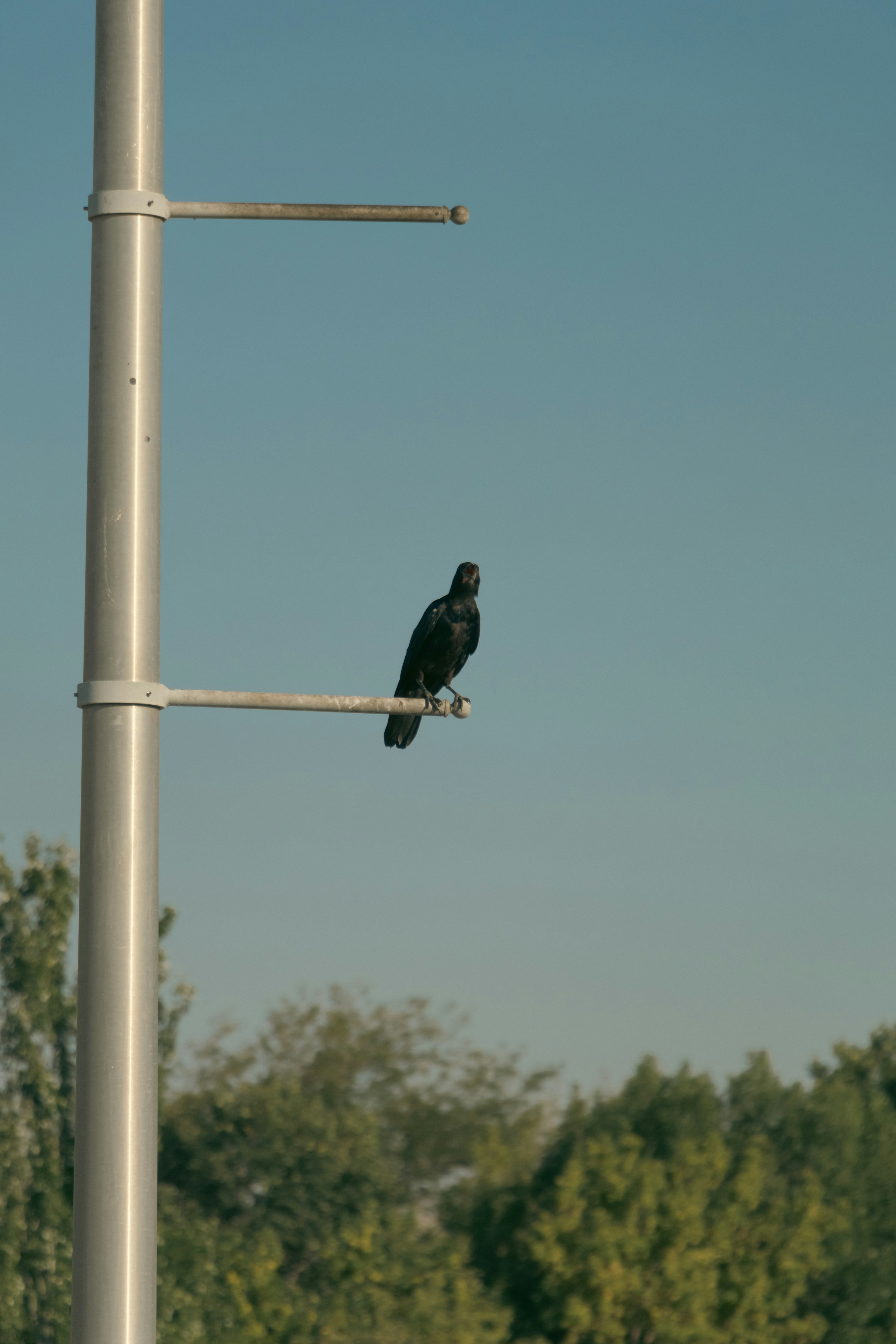 Hawk Perched on a Streetlight Bar Under a Quiet Blue Sky