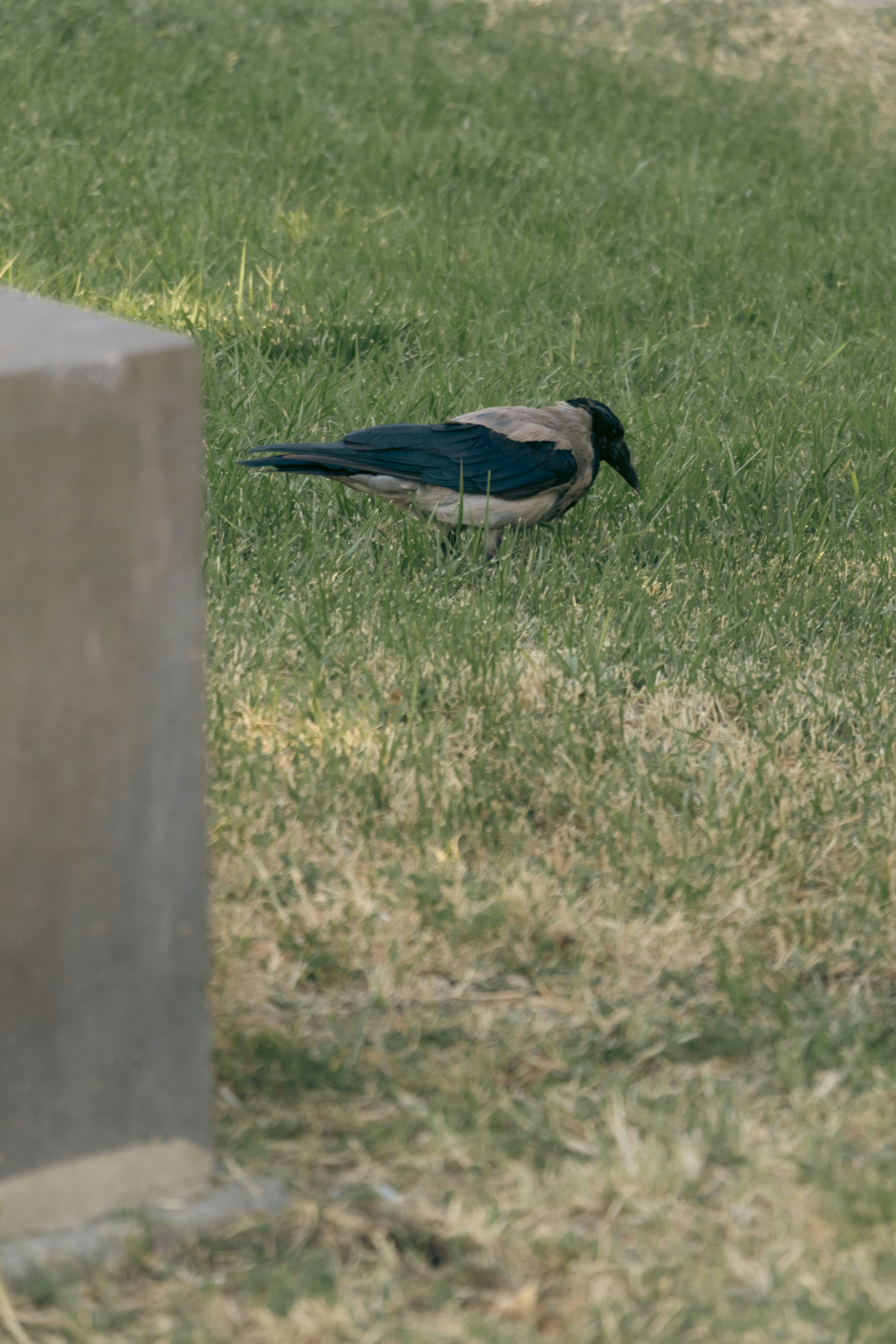 Magpie Pause by the Pillar: a quiet daylight moment on the lawn