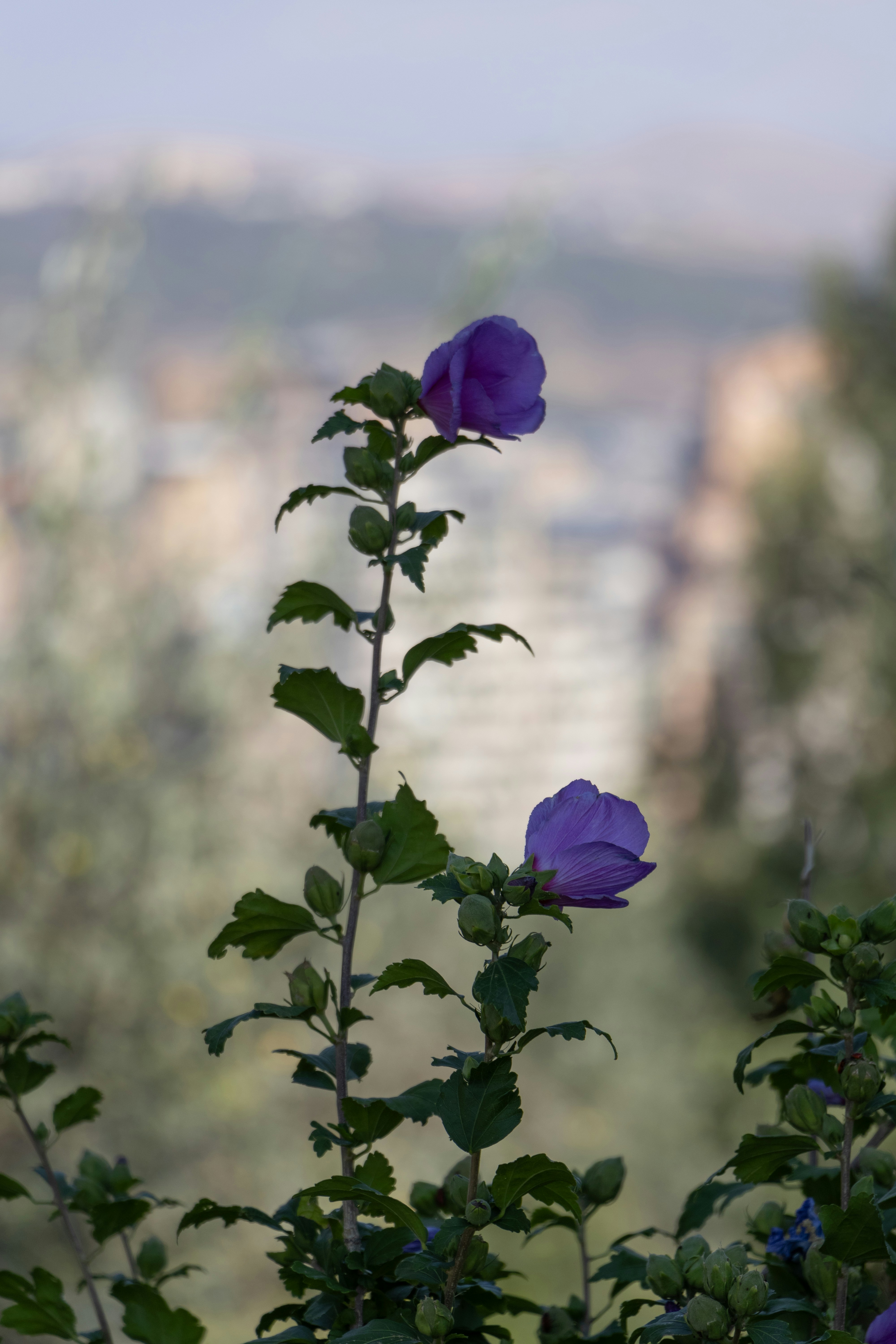 Whispers of Nature Amid Urban Hues