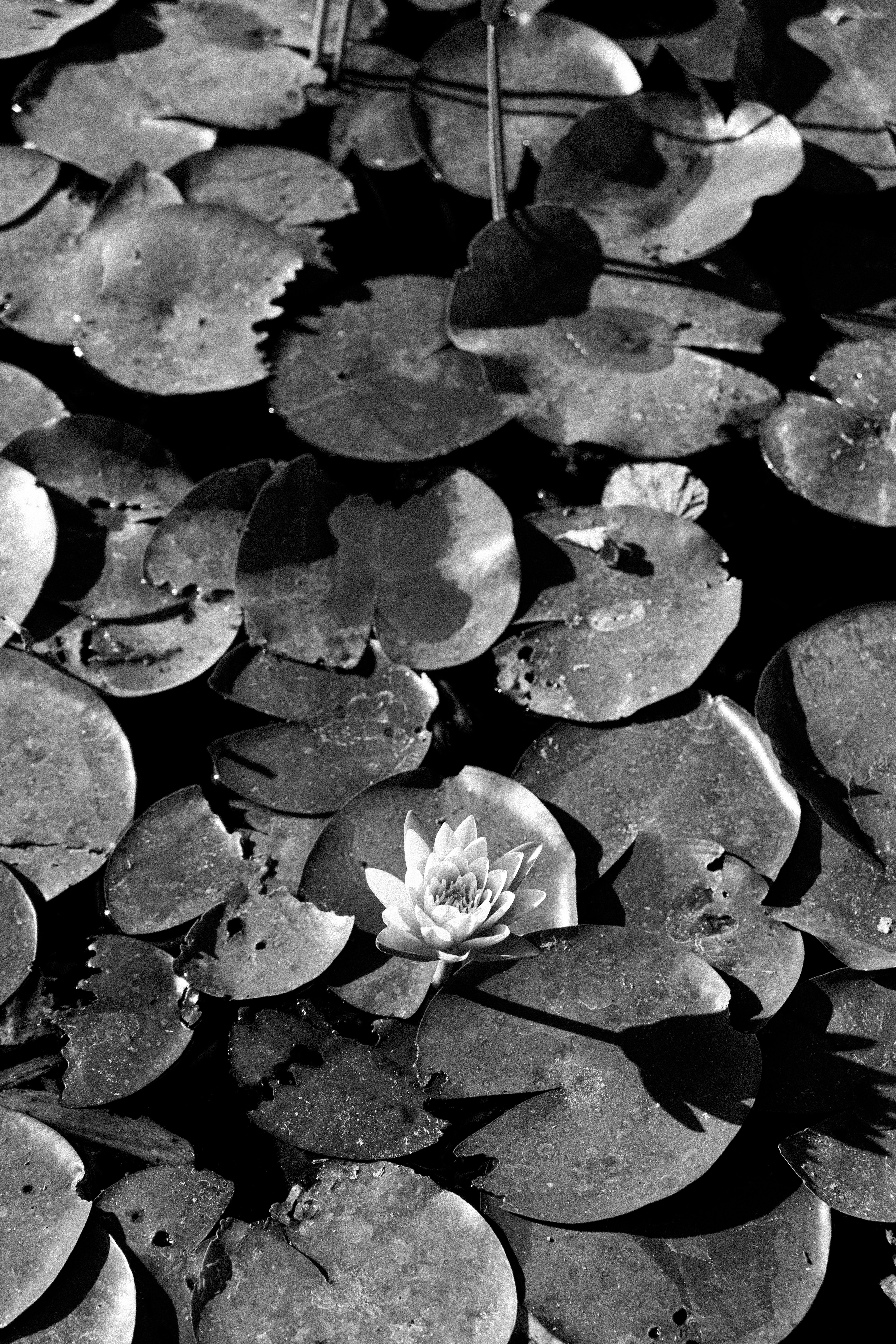 The Quiet Center: A White Lotus Among Dark Lily Pads