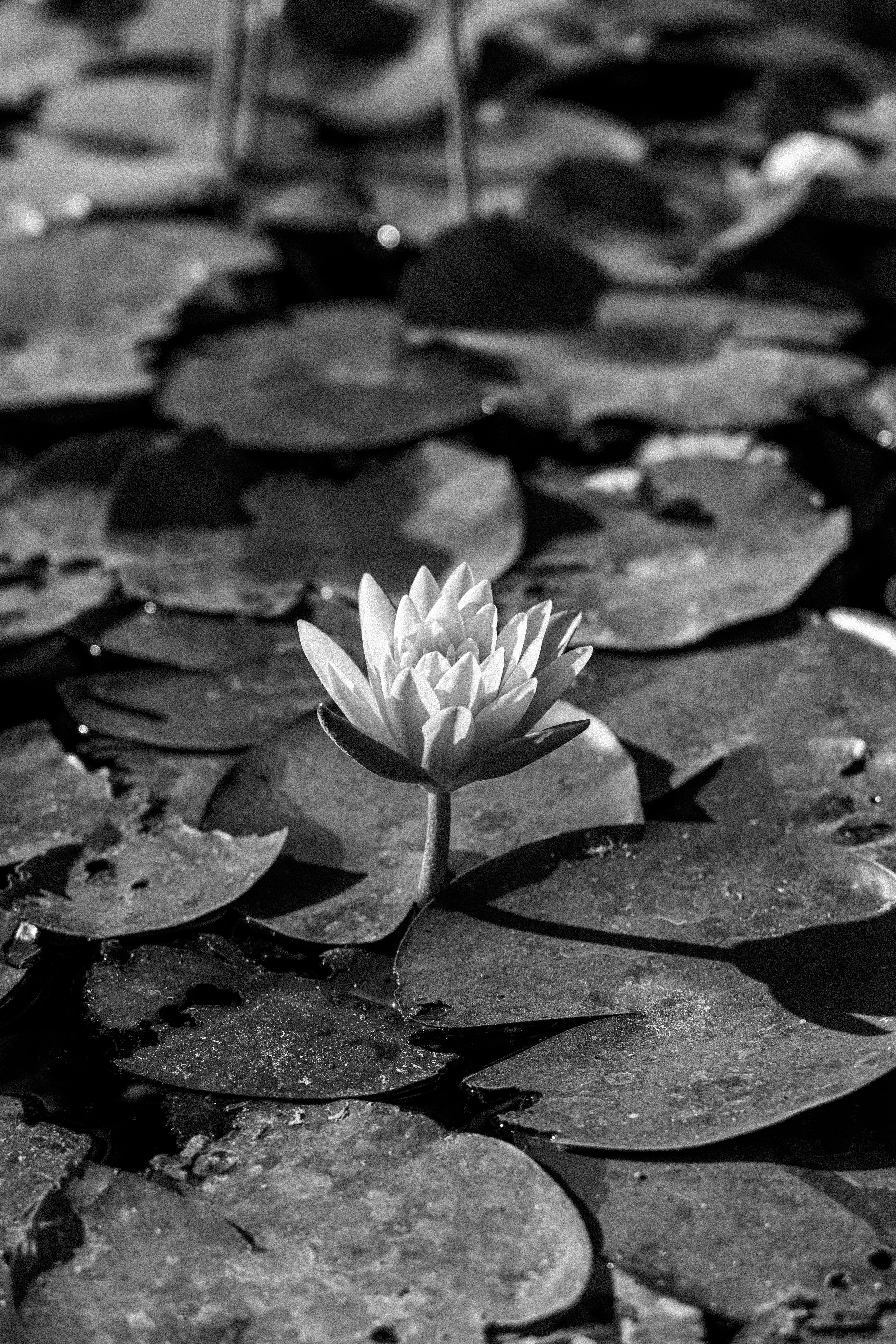 Photo by Michael Geraci with Canon EOS R