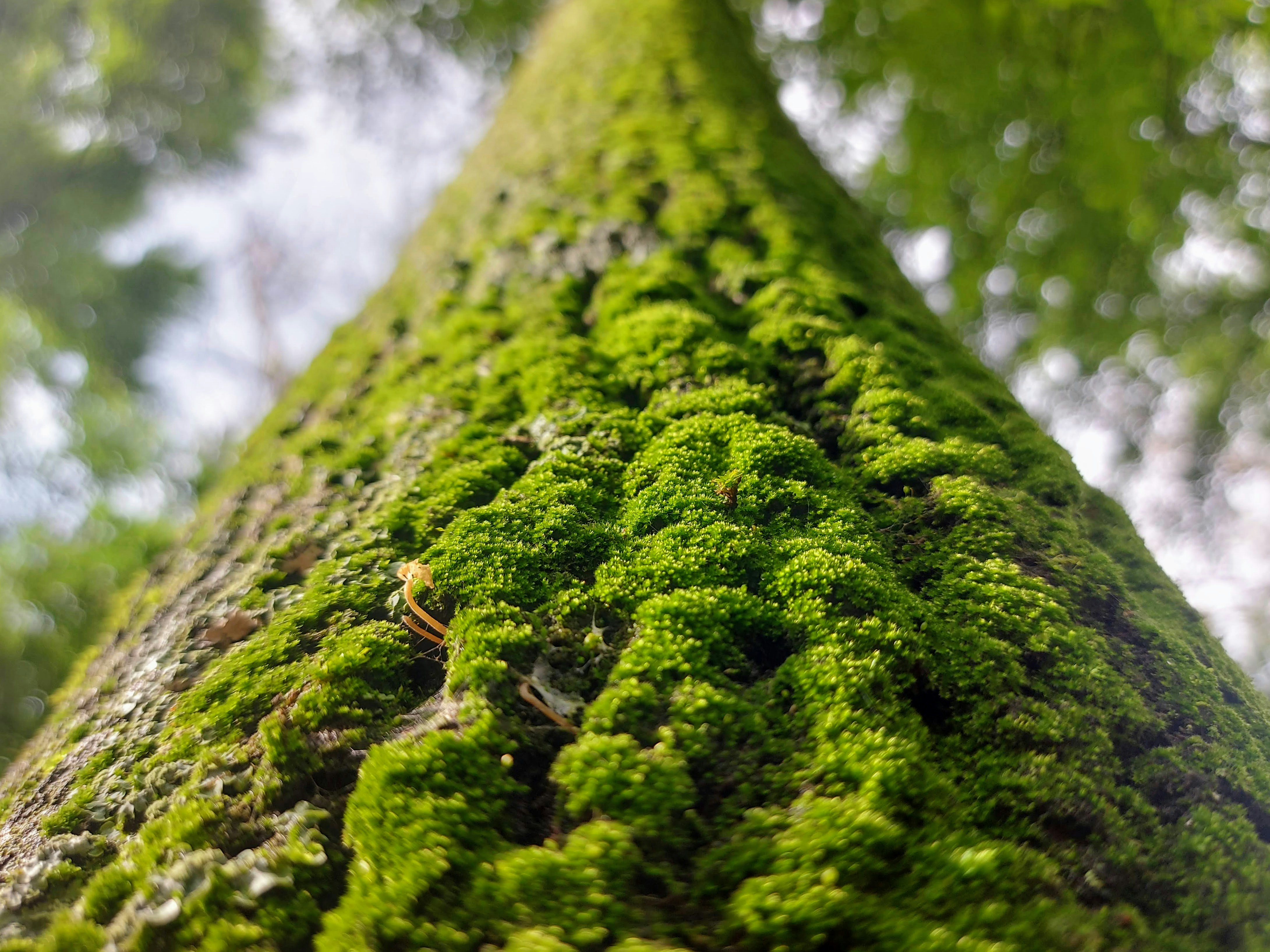 A moss covered tree trunk in a forest photo – Free Moss Image on Unsplash