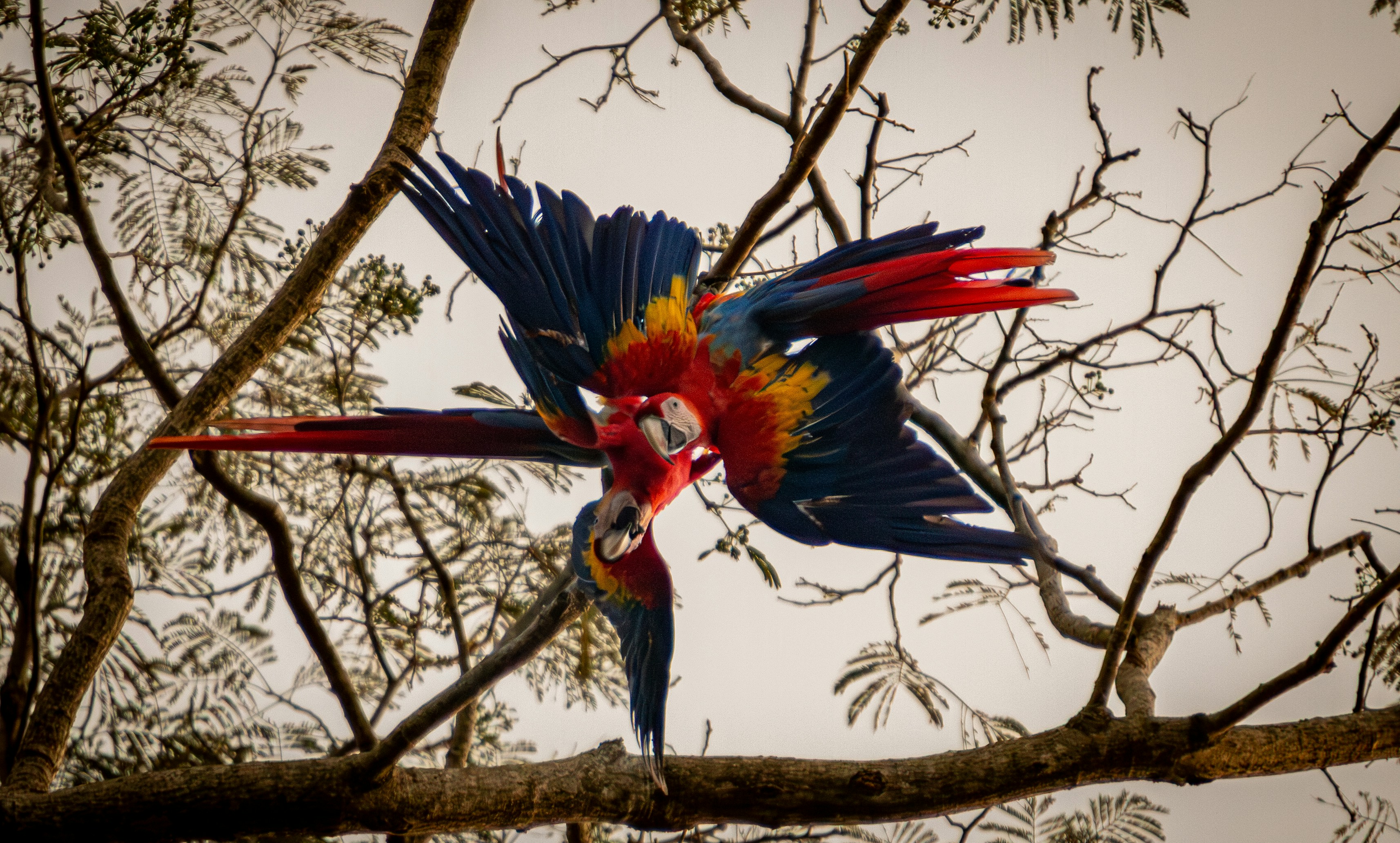 Vibrant Macaw in Mid-Flight Amid Bare Branches