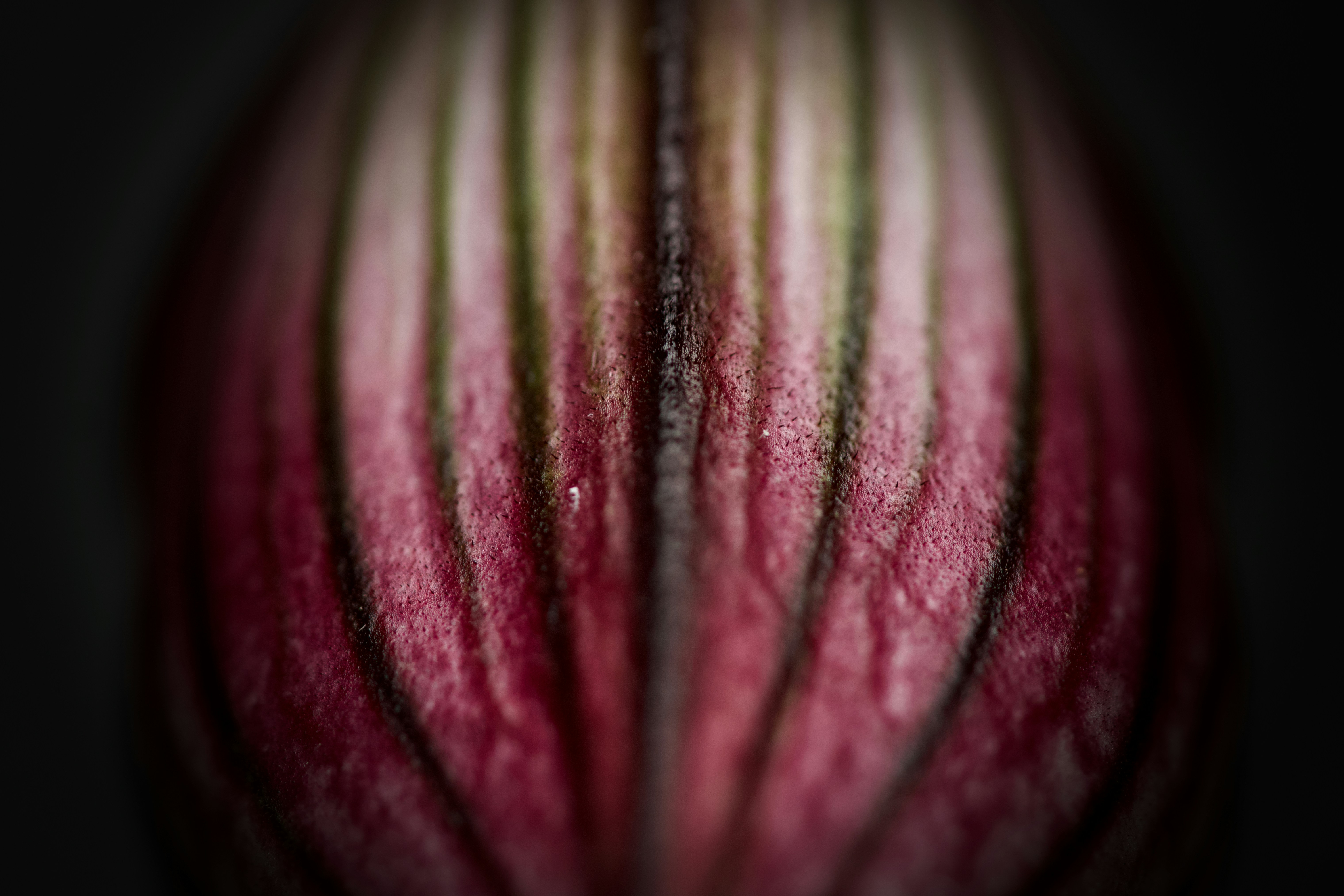 Veins at Dusk: Macro Study of a Pink-Streaked Bud
