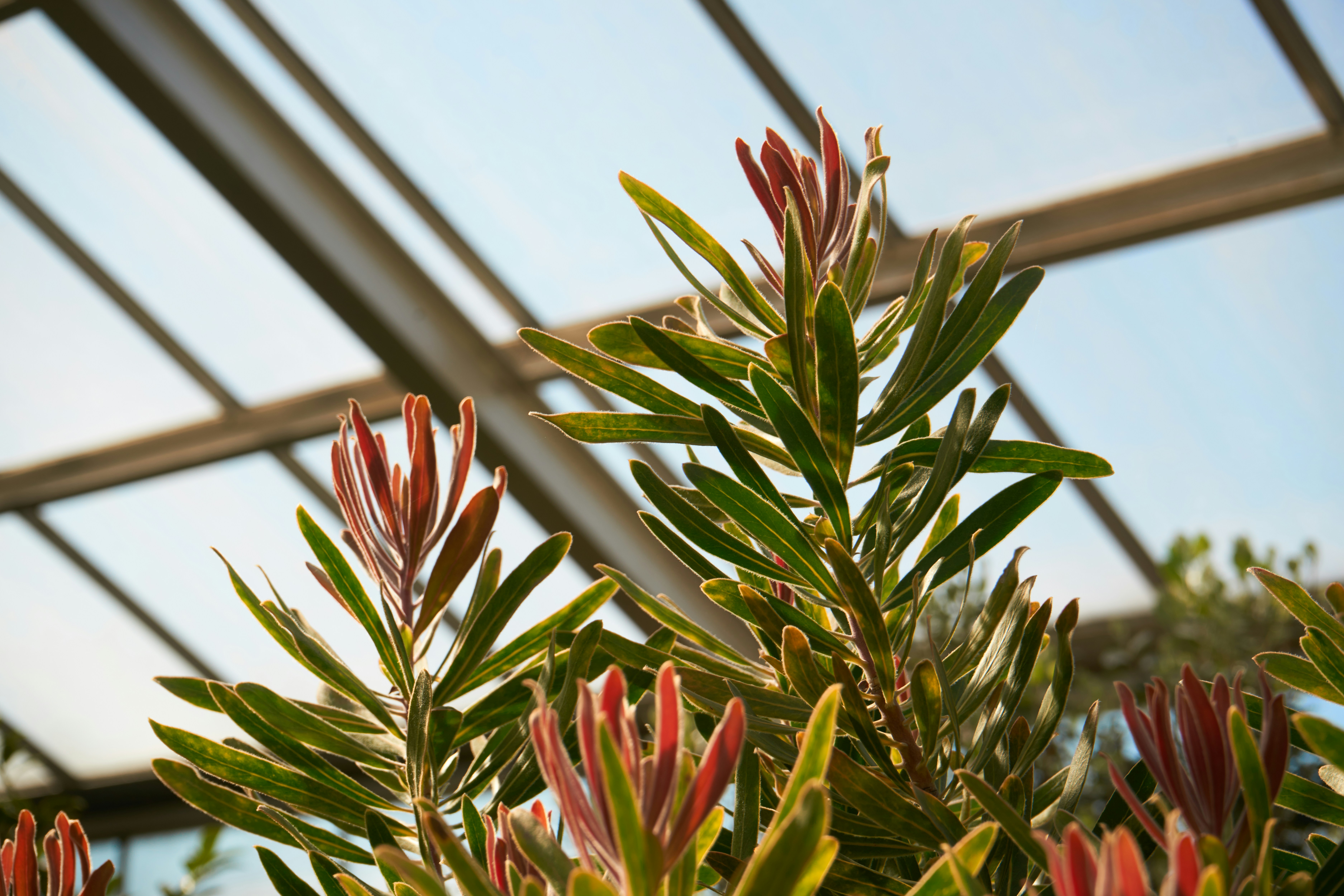 Sunlit New Growth Against a Glass Ceiling