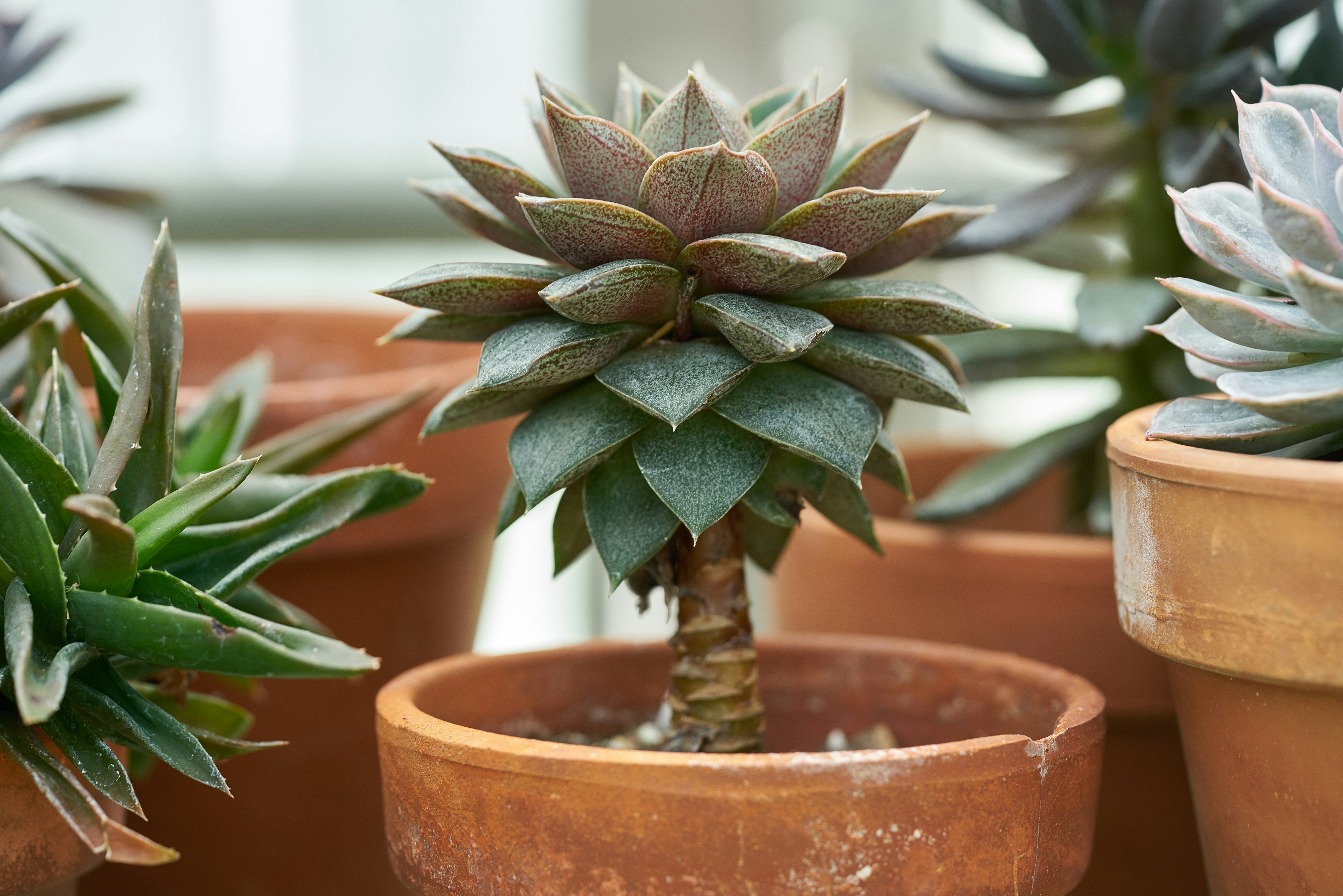 Terracotta Crown: A Central Succulent Portrait