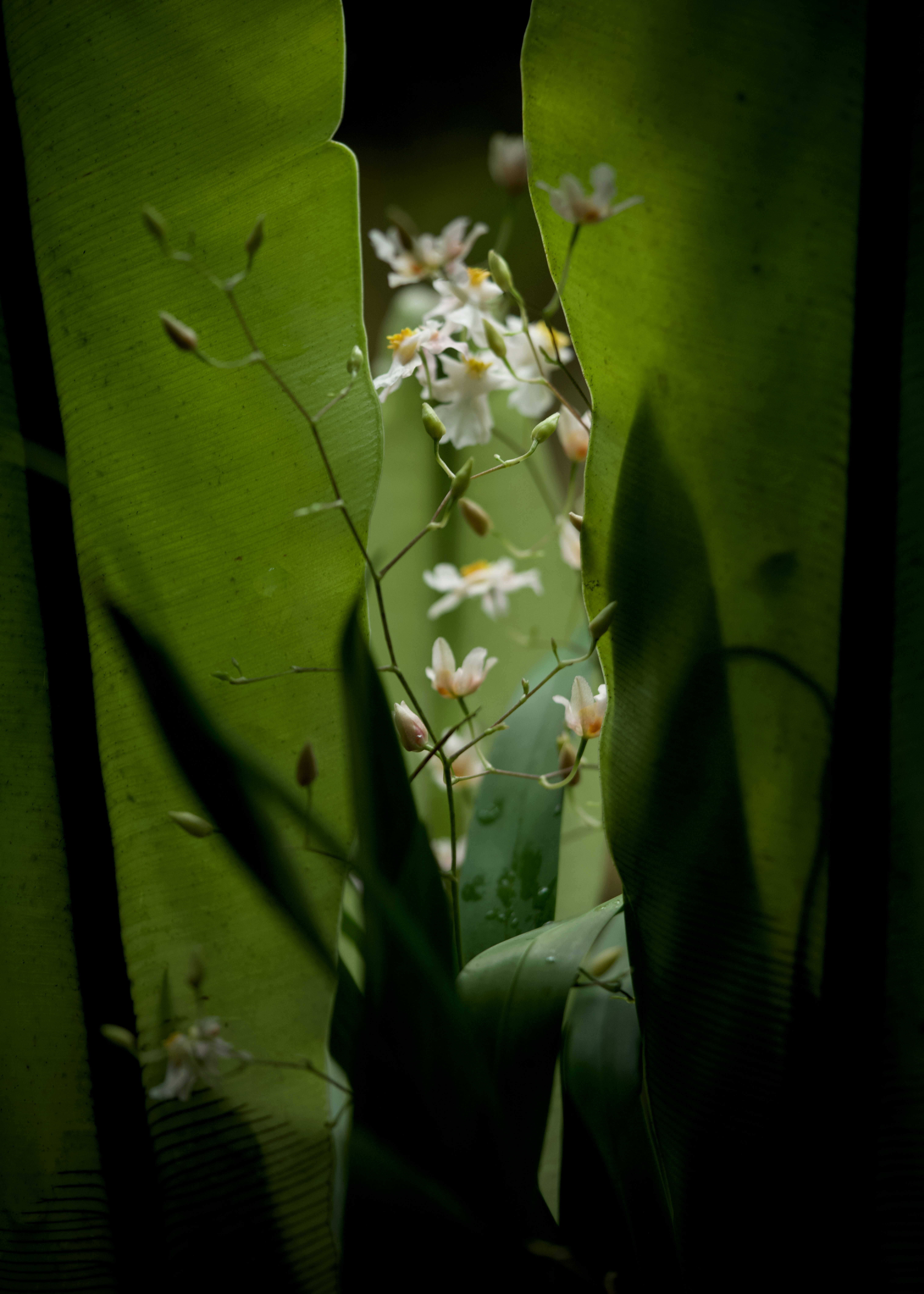 Hidden White Blossoms Framed by a Green Leaf Cathedral
