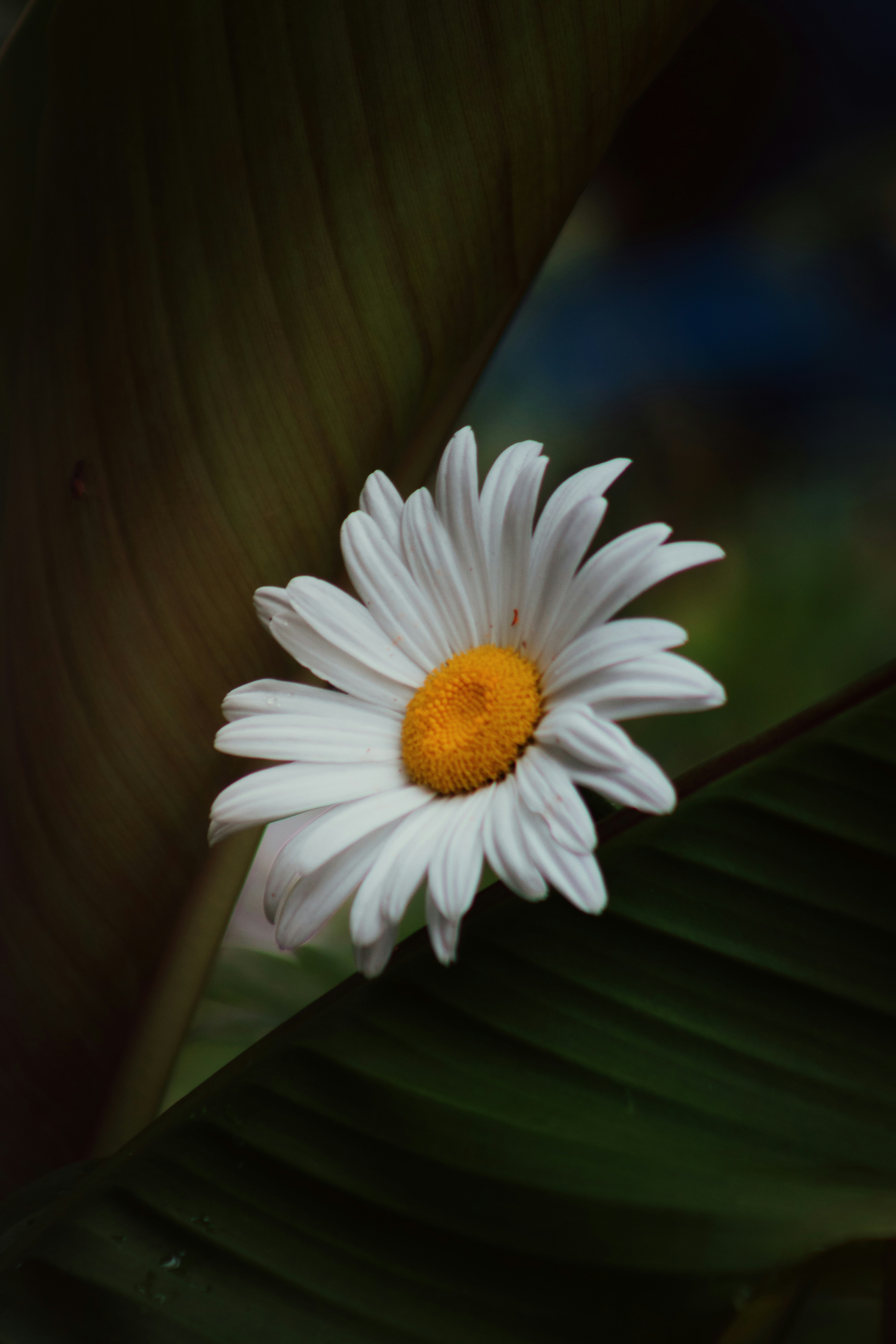 Daisy in the Shadowed Tropics: A Macro Moment