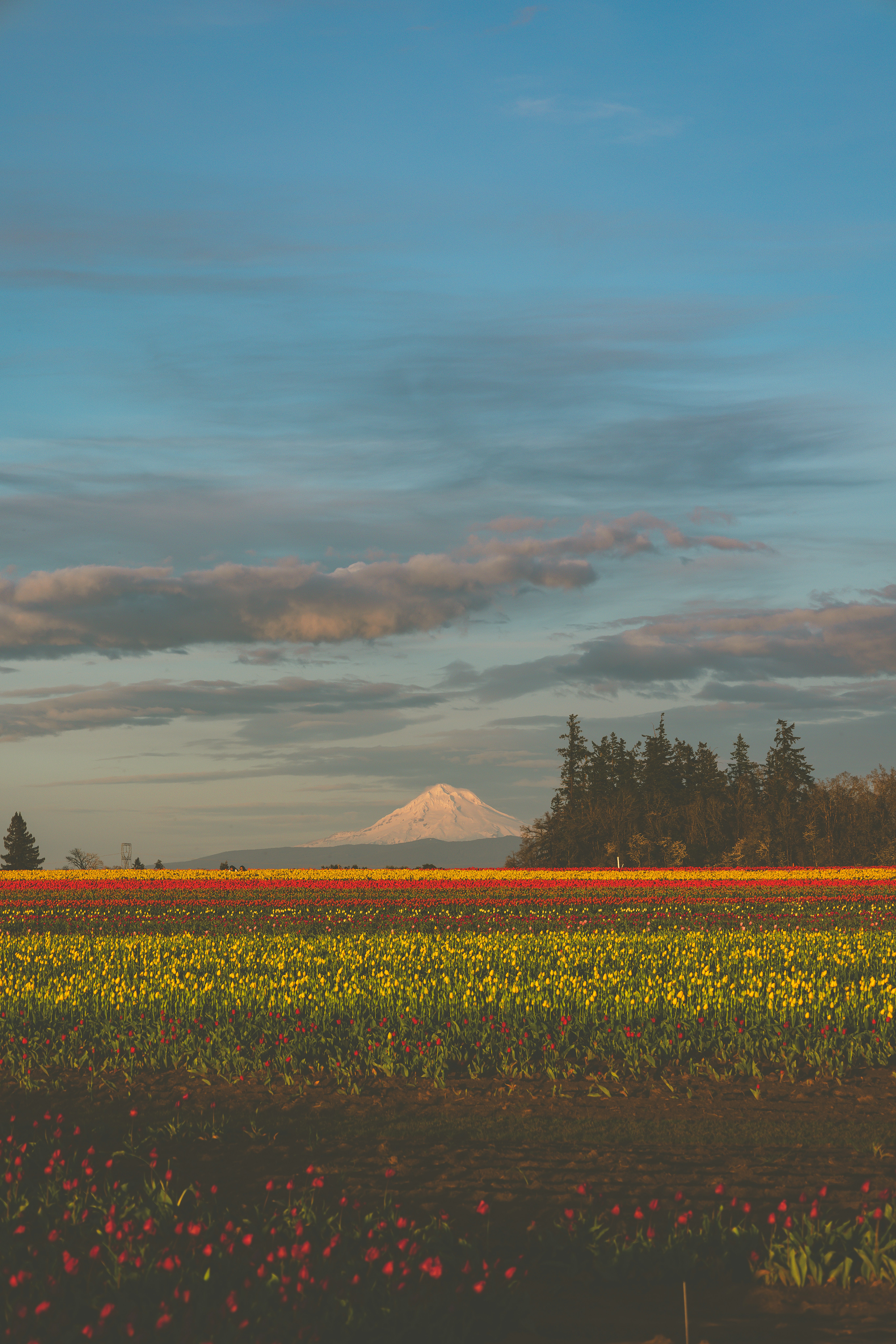 Emerald Rows and Snowcap Horizon
