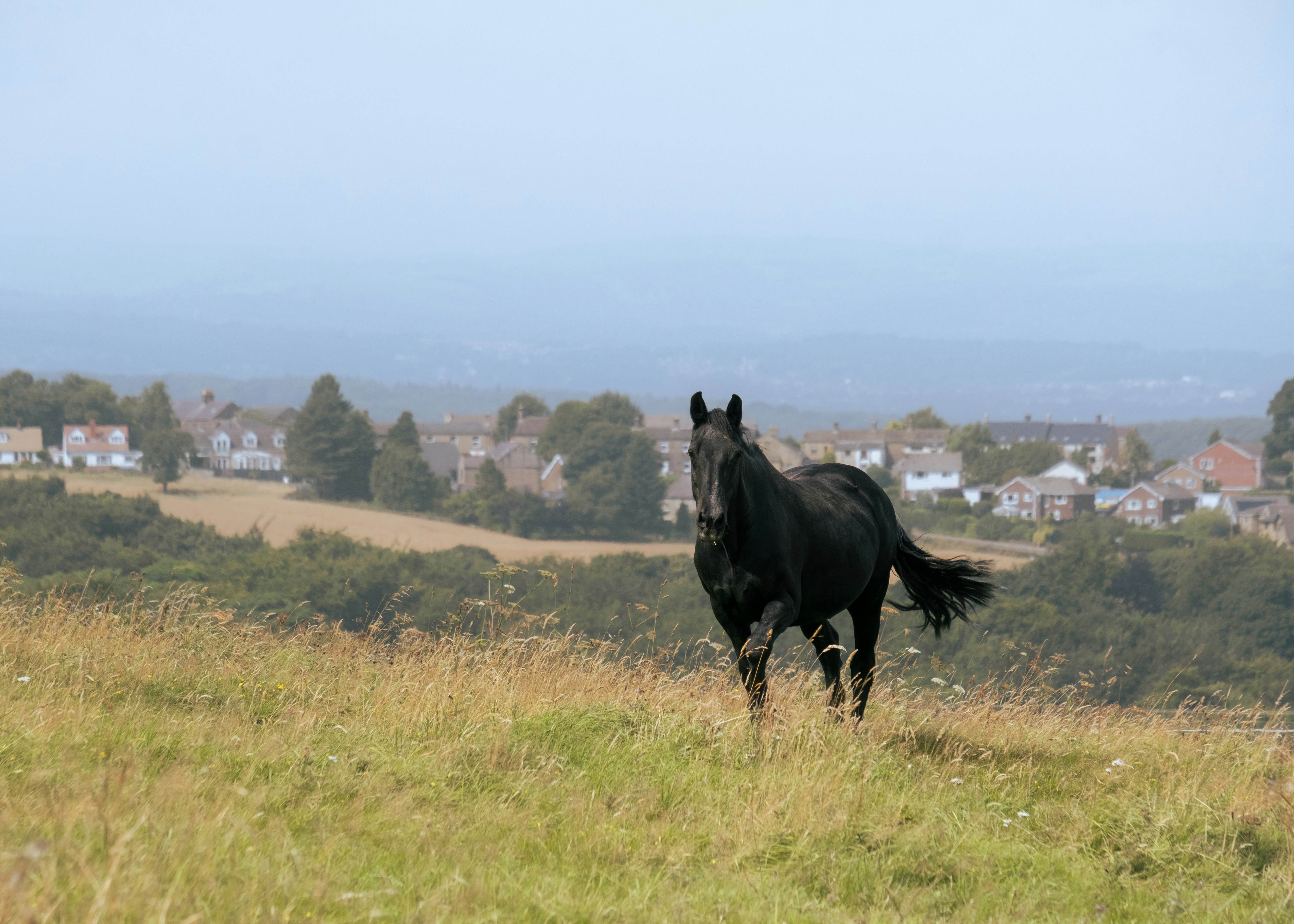 Black horse in a sunlit hillside meadow with distant village