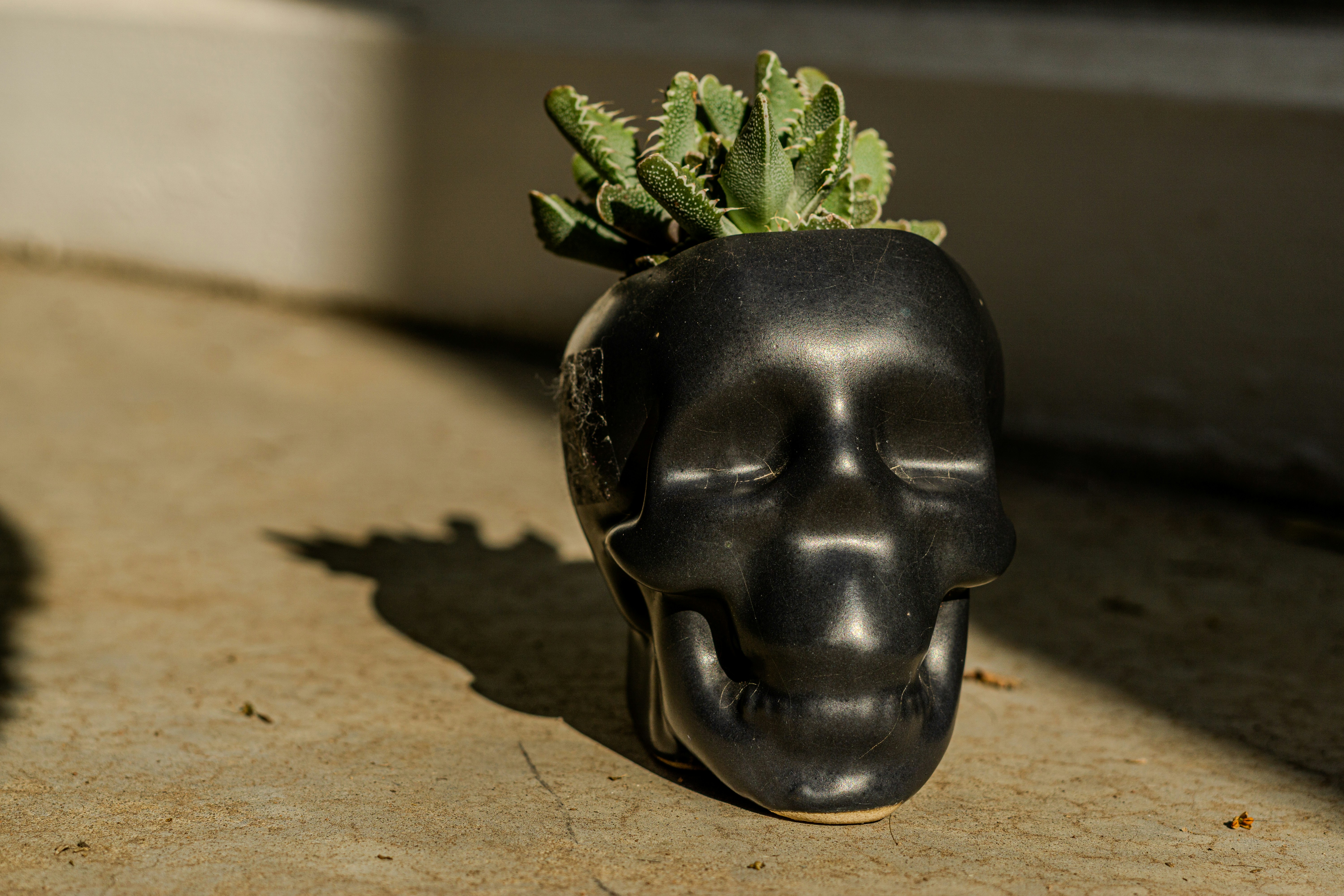 Photo by Andrew Ross with Sony Alpha 6000