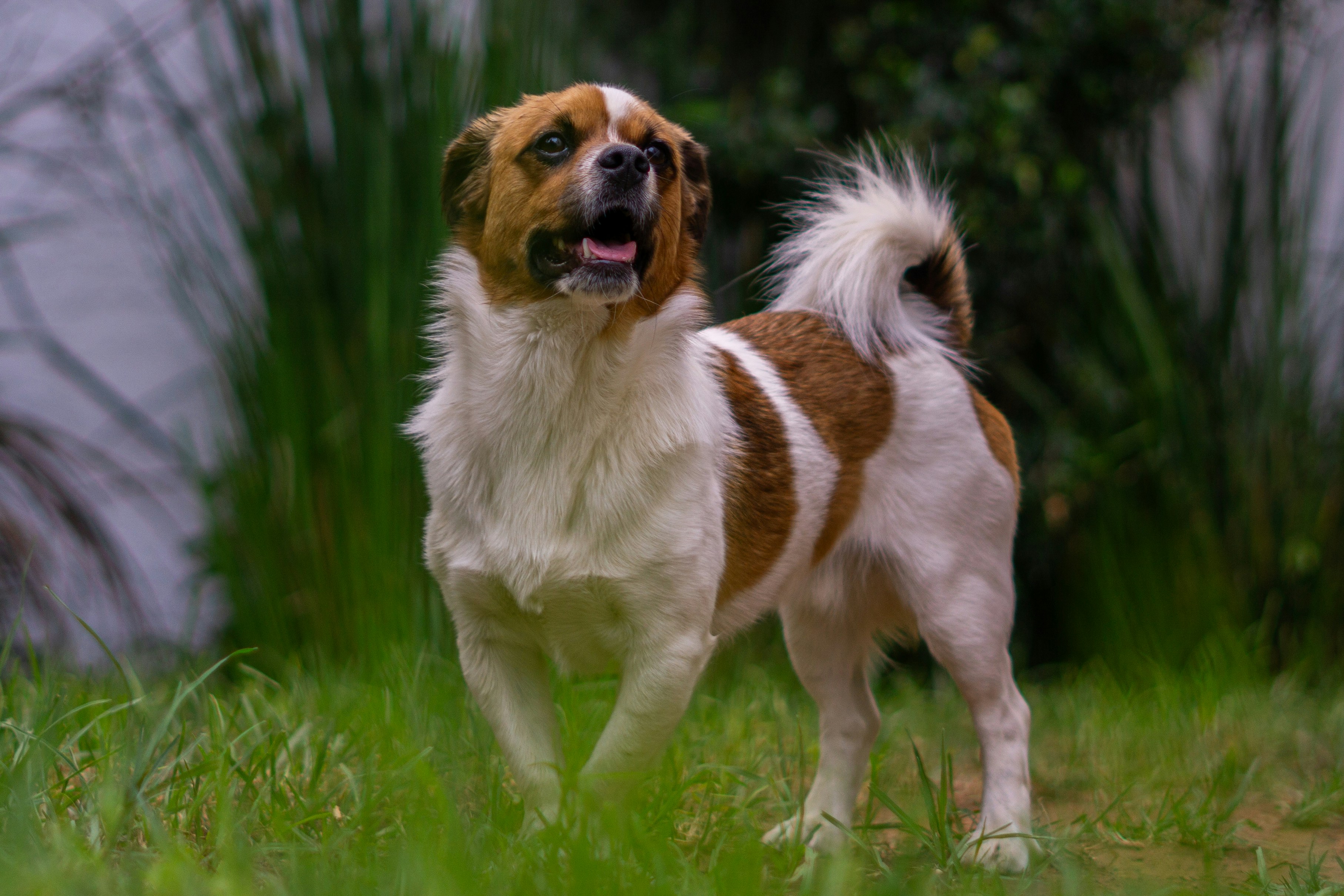 Photo by Andrew Ross with Sony Alpha 6000