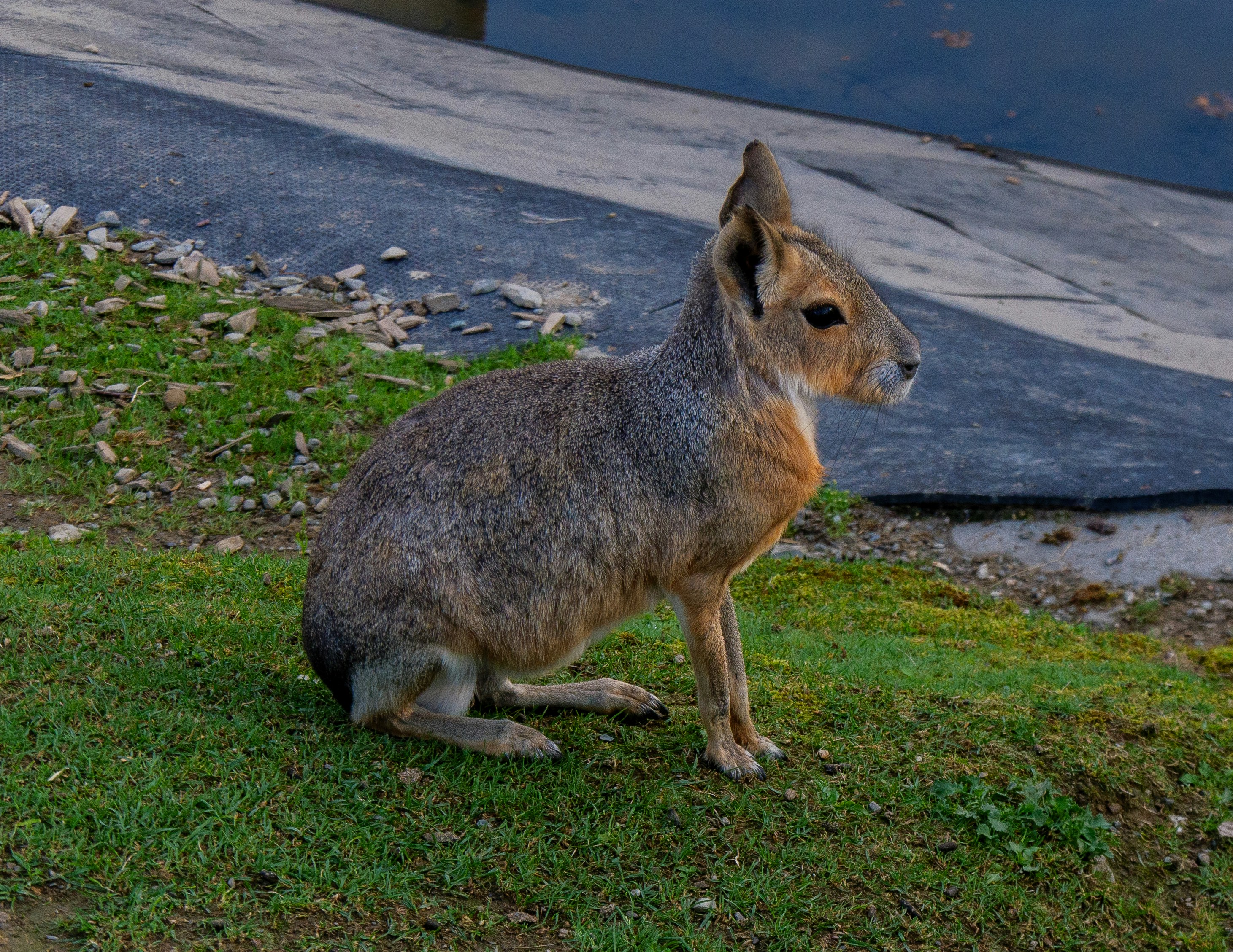 Brown hare sits on green grass beside a narrow pool with a blue tarp visible in the background.