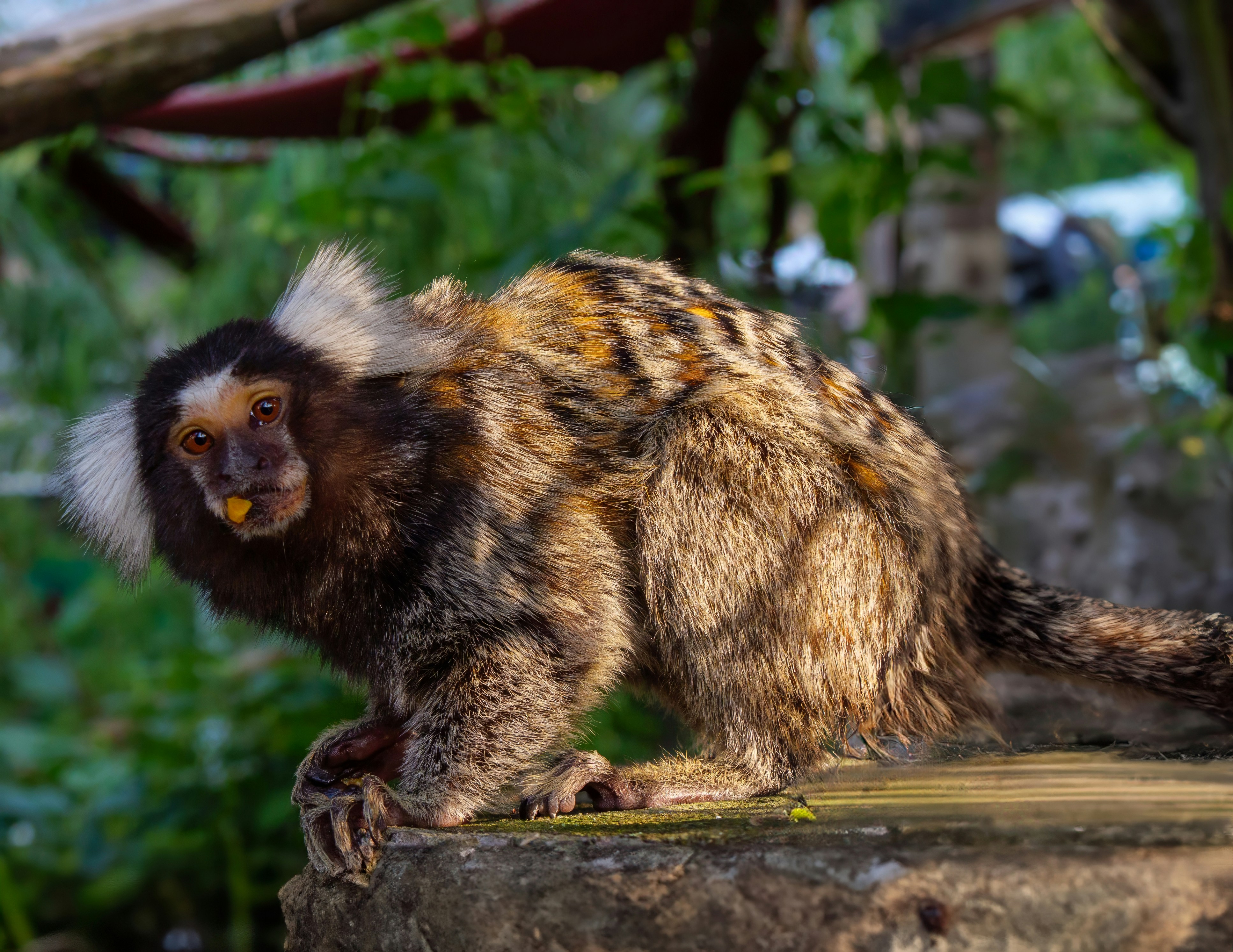 A monkey sitting on top of a tree stump photo – Free Miller zoo Image ...