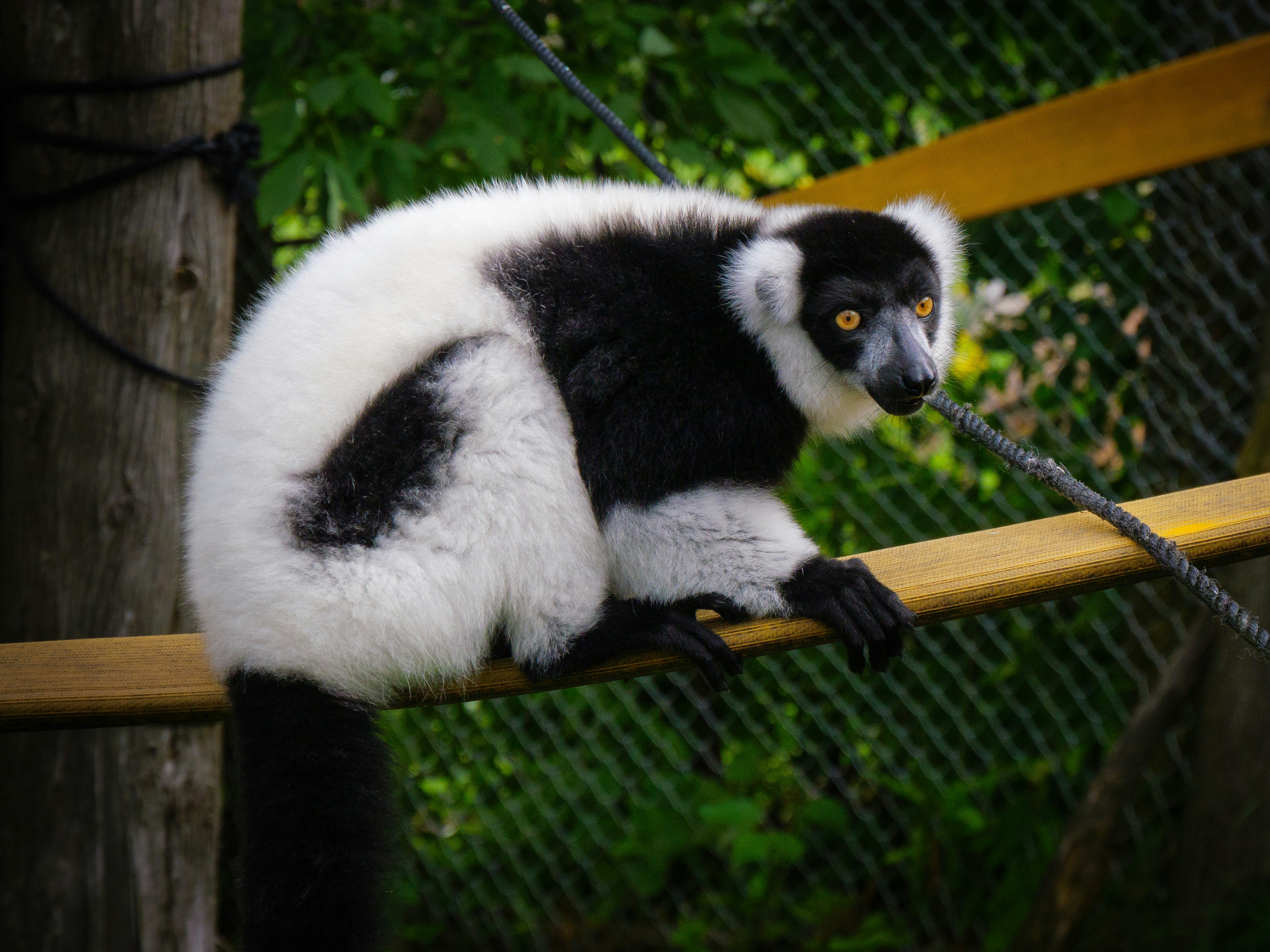 Amber-Eyed Ruffed Lemur Perched on an Enclosure Rail