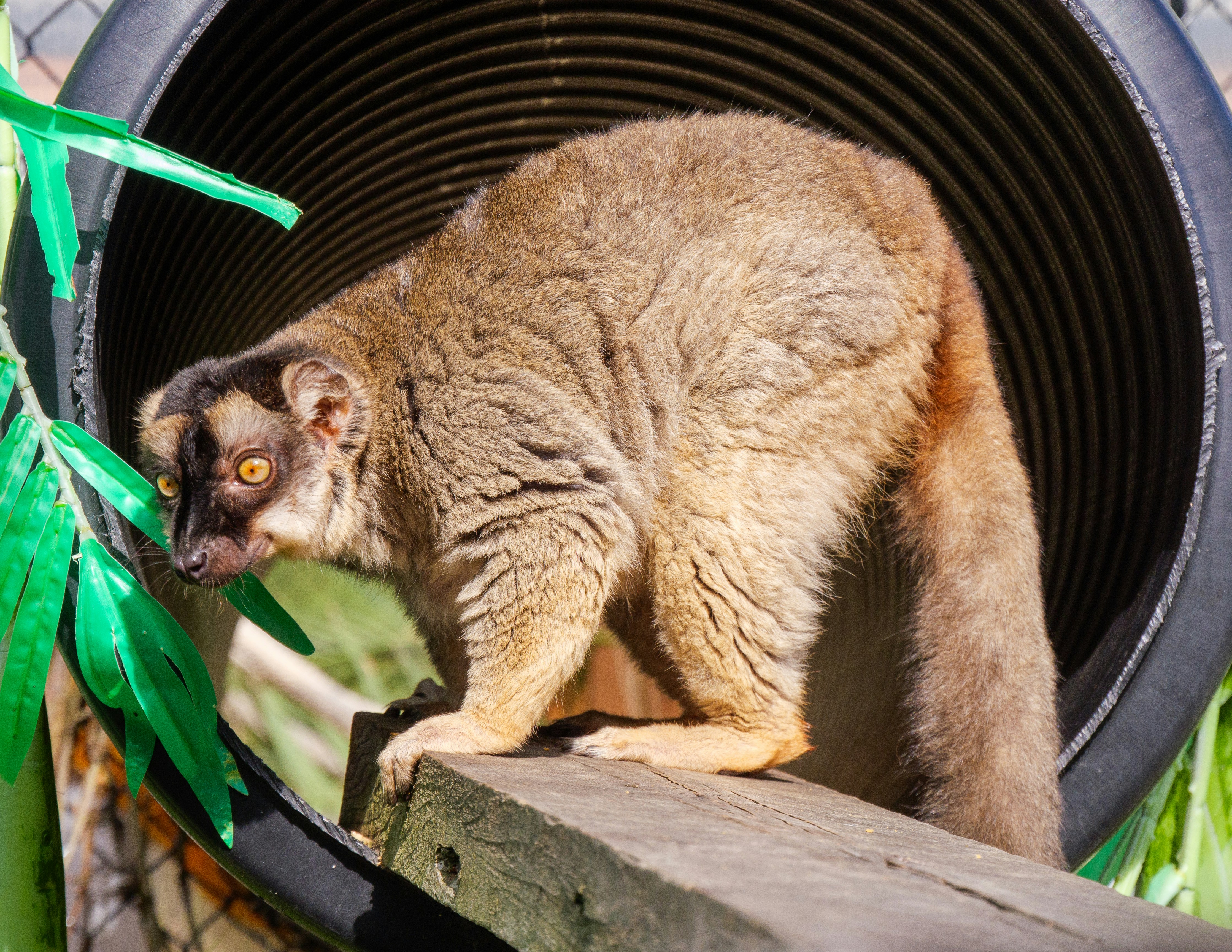 A Curious Lemur Emerges from the Pipe Silo
