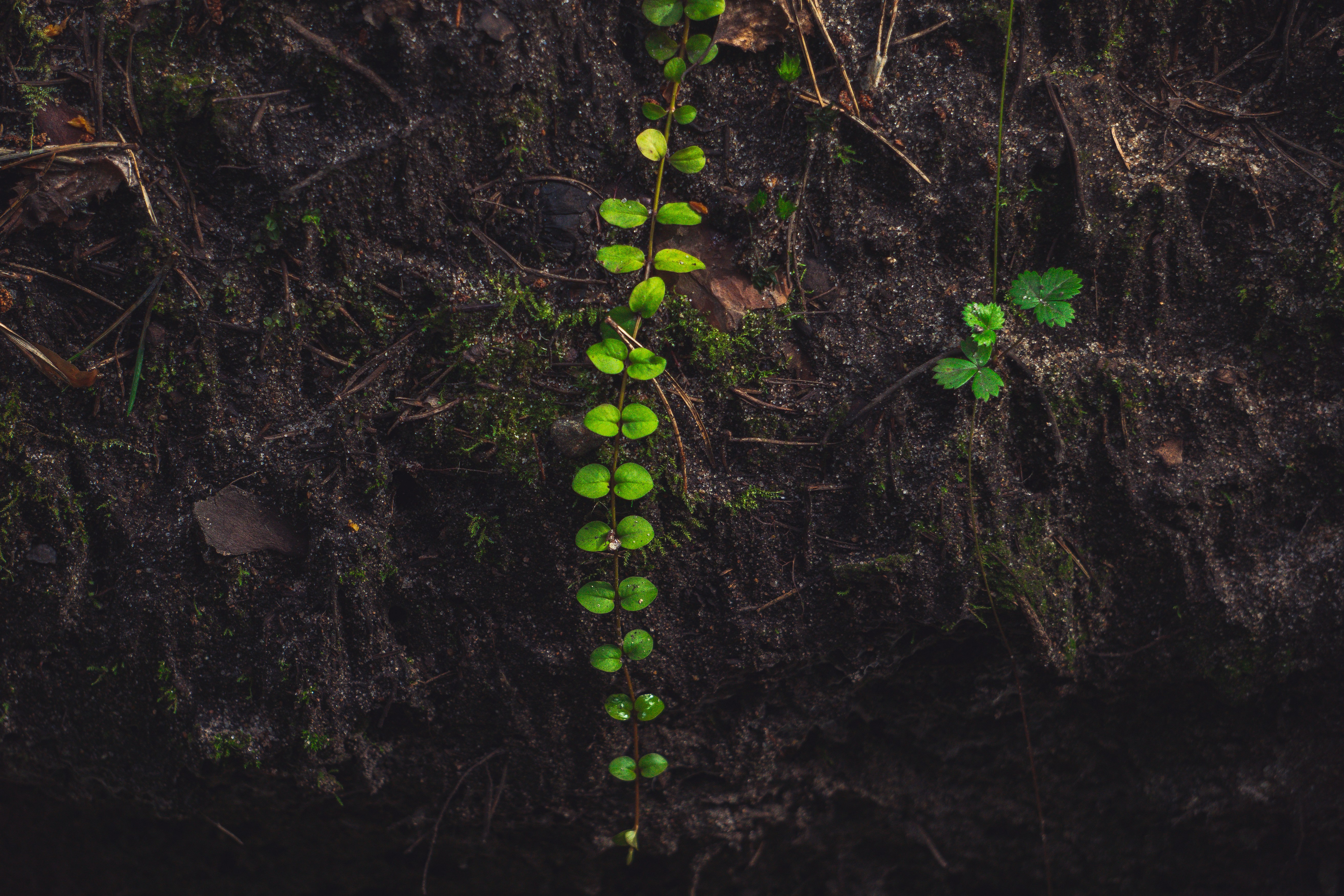 Vertical Vine of Freshly Sprouted Greenery in Rich Soil