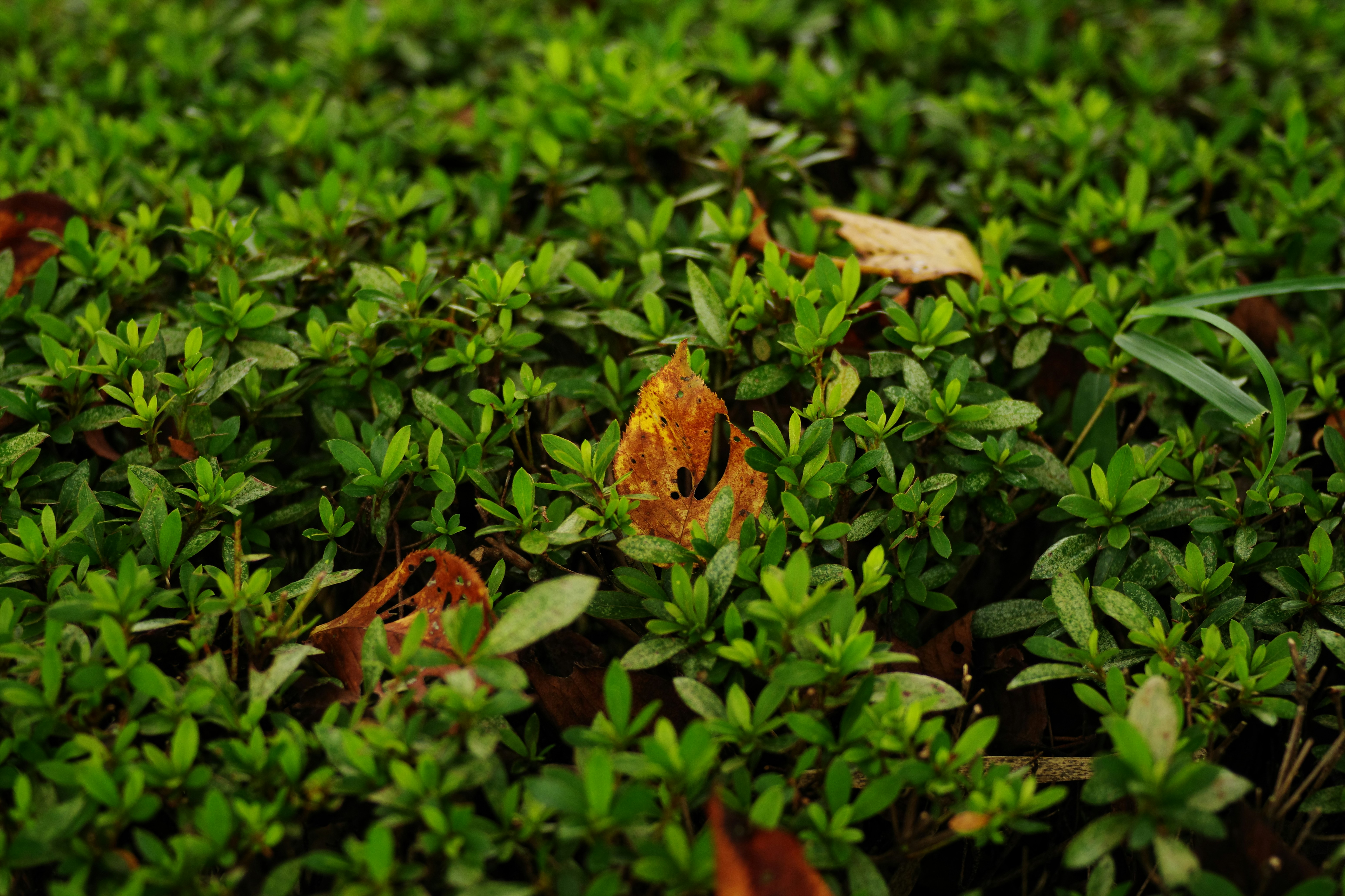 A patch of green grass with leaves on it photo – Free Flower Image on ...