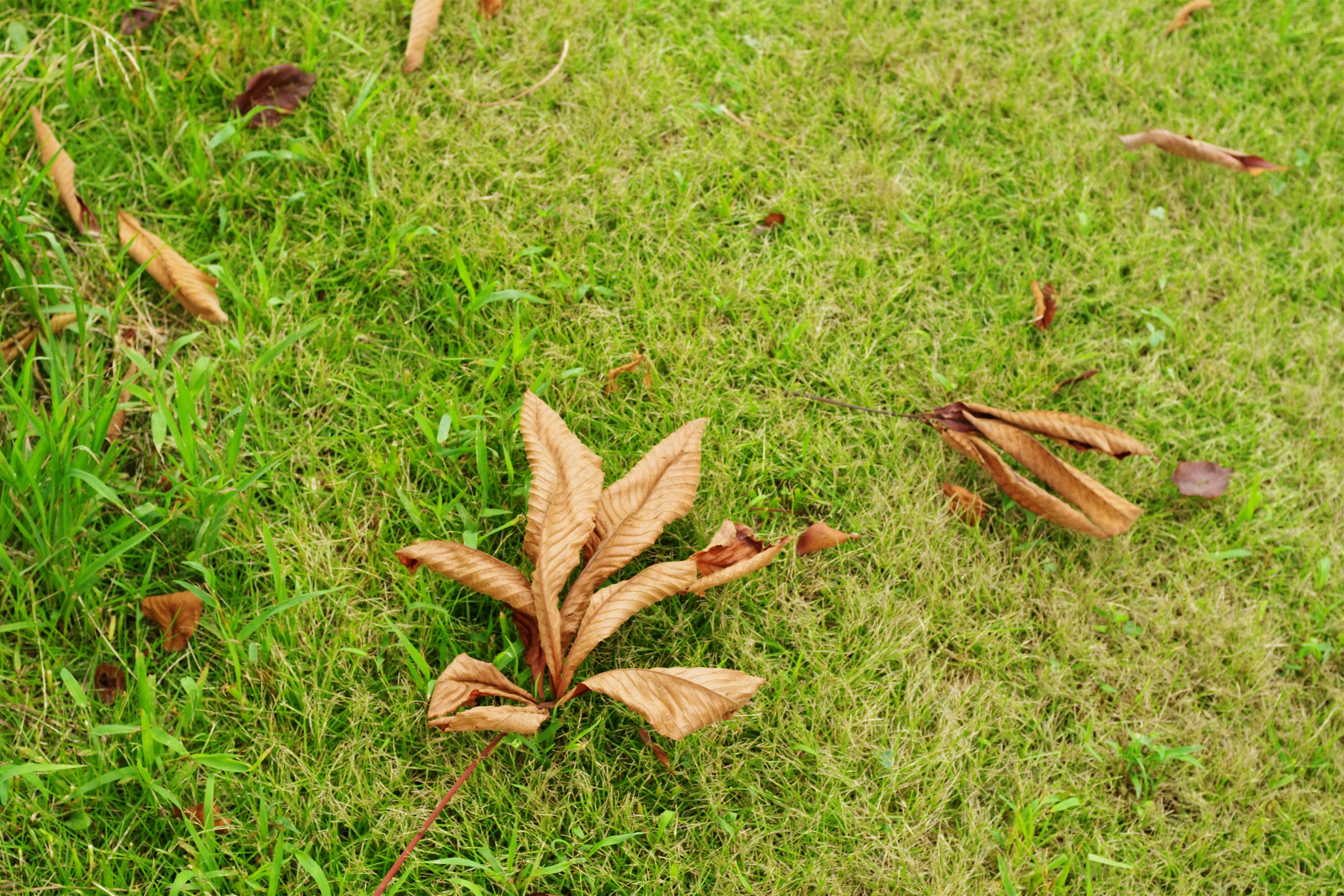 Crinkled brown leaf cluster on a sunlit grassy canvas