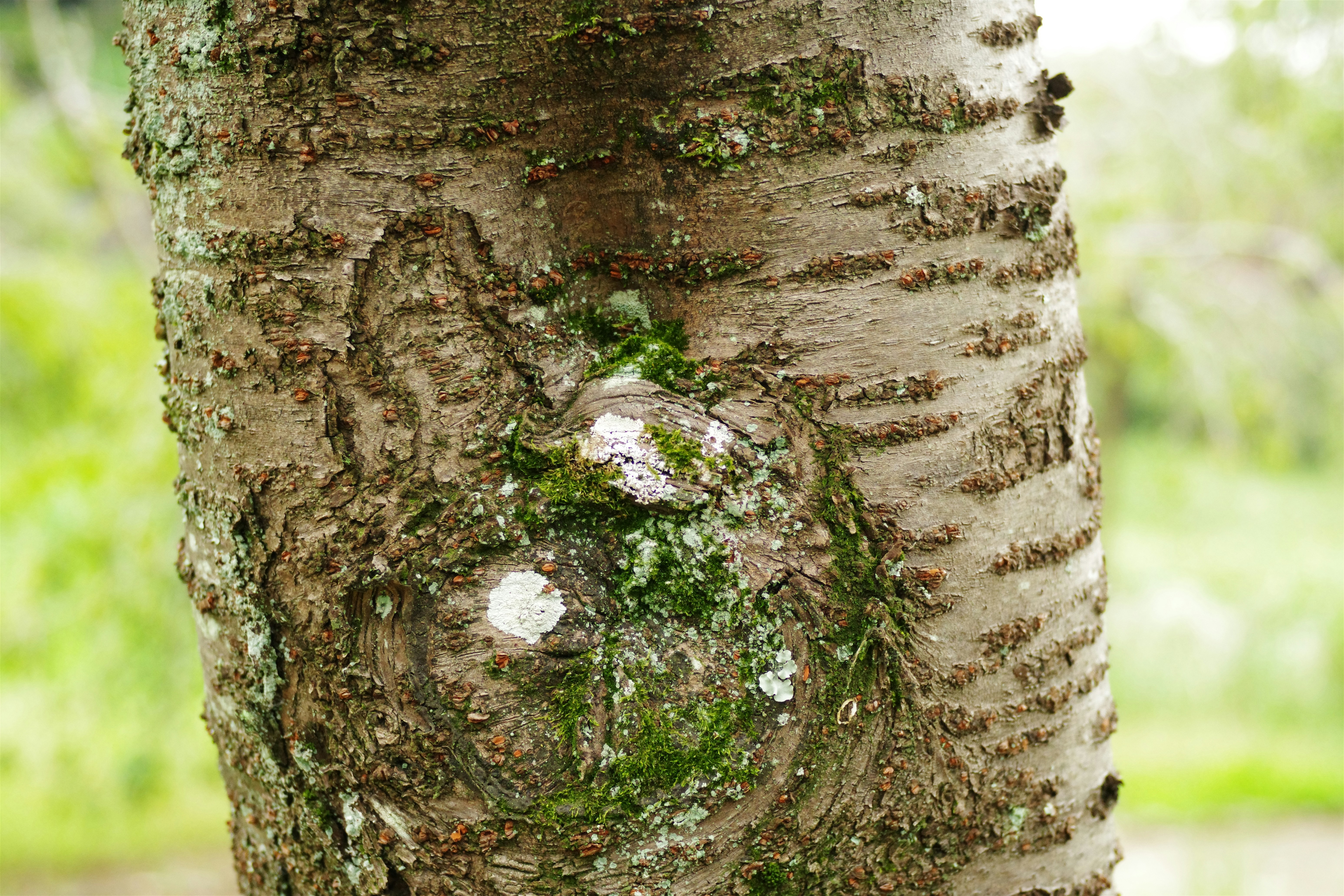 Emerald Knot: moss-dusted swirl on weathered bark