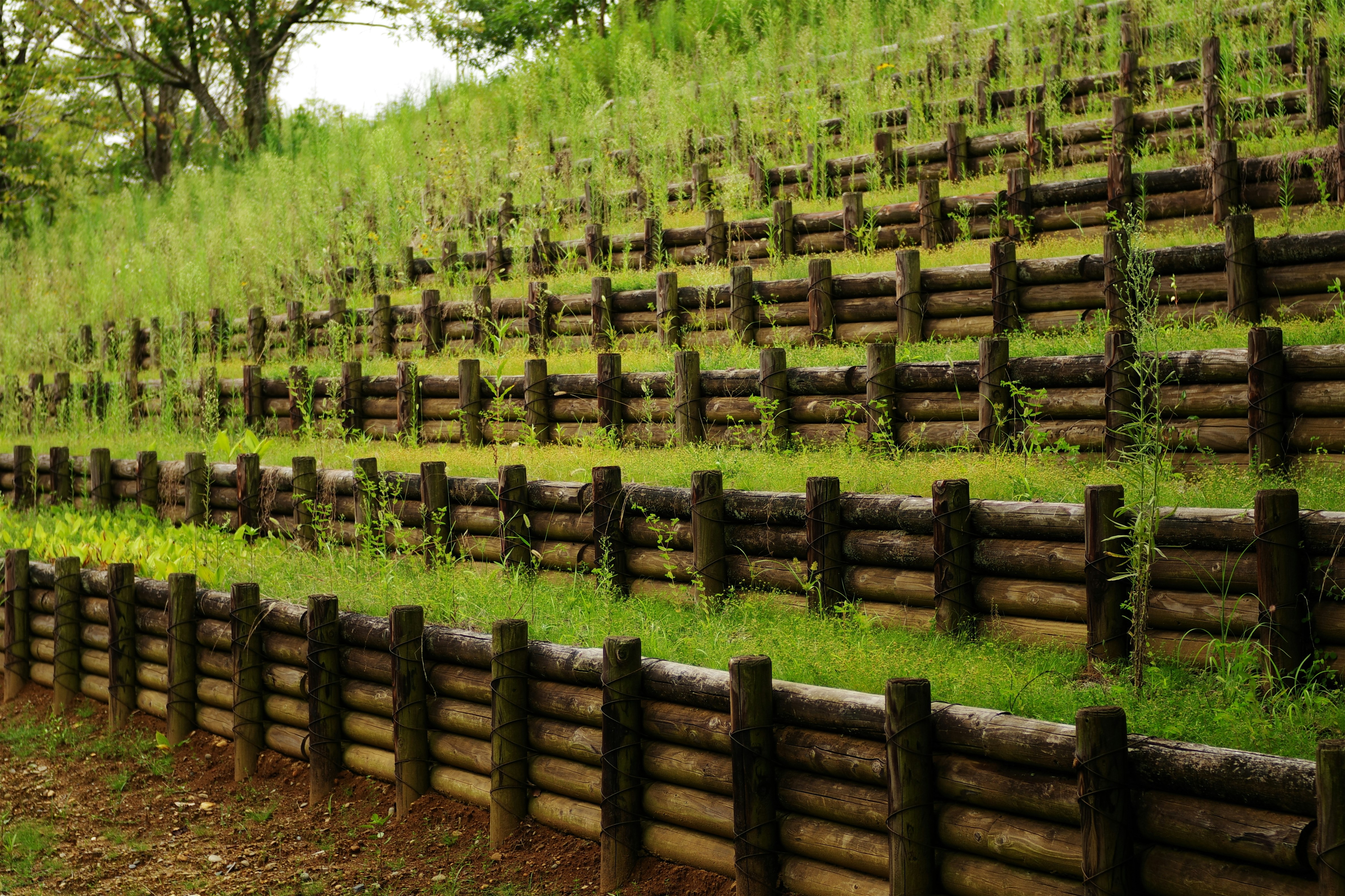 Terraced Timberwork: Log Fences Ascend a Quiet Green Slope